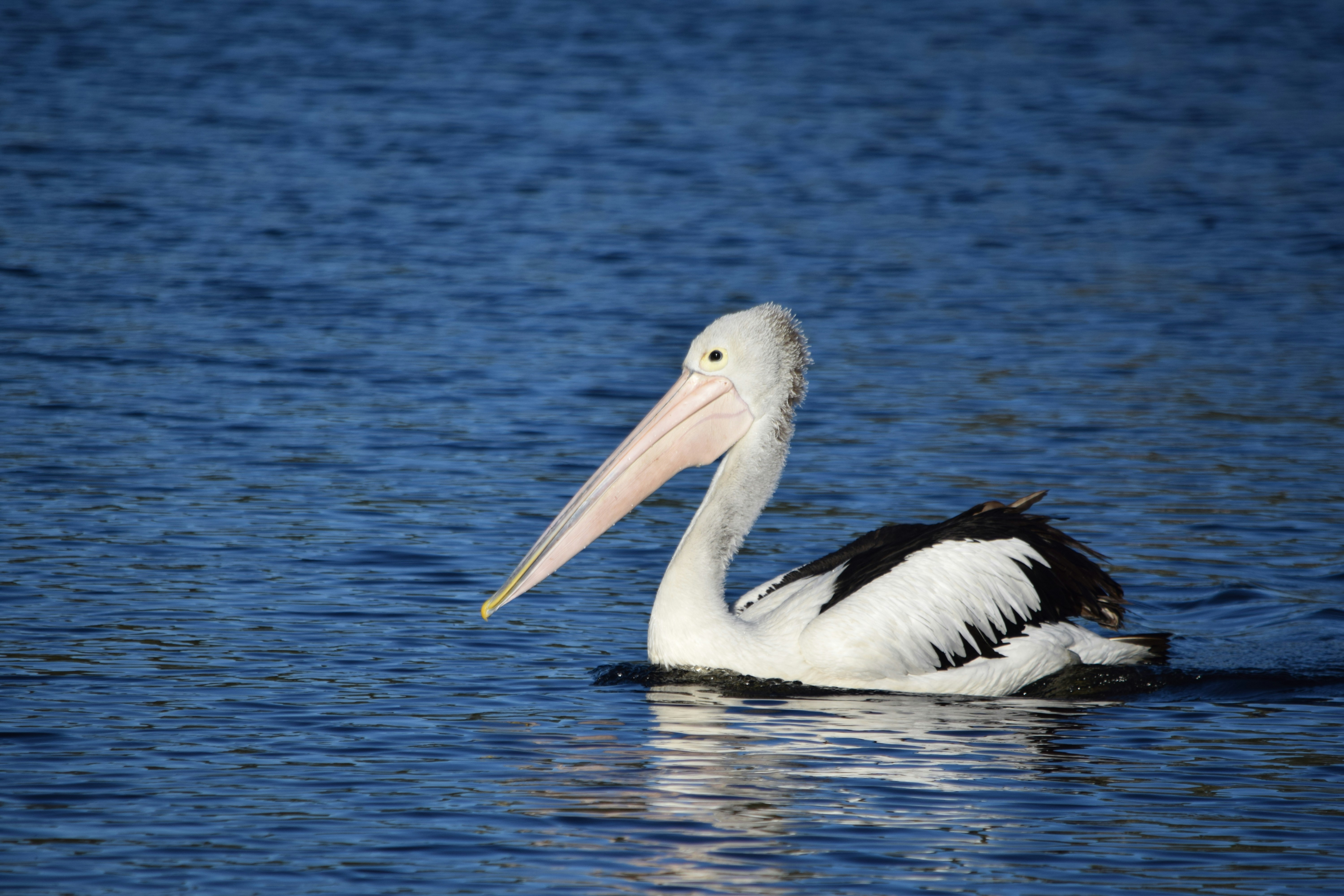 Silent Gourd-Skirted Pelican Drifts Across Dusky Blue Waters
