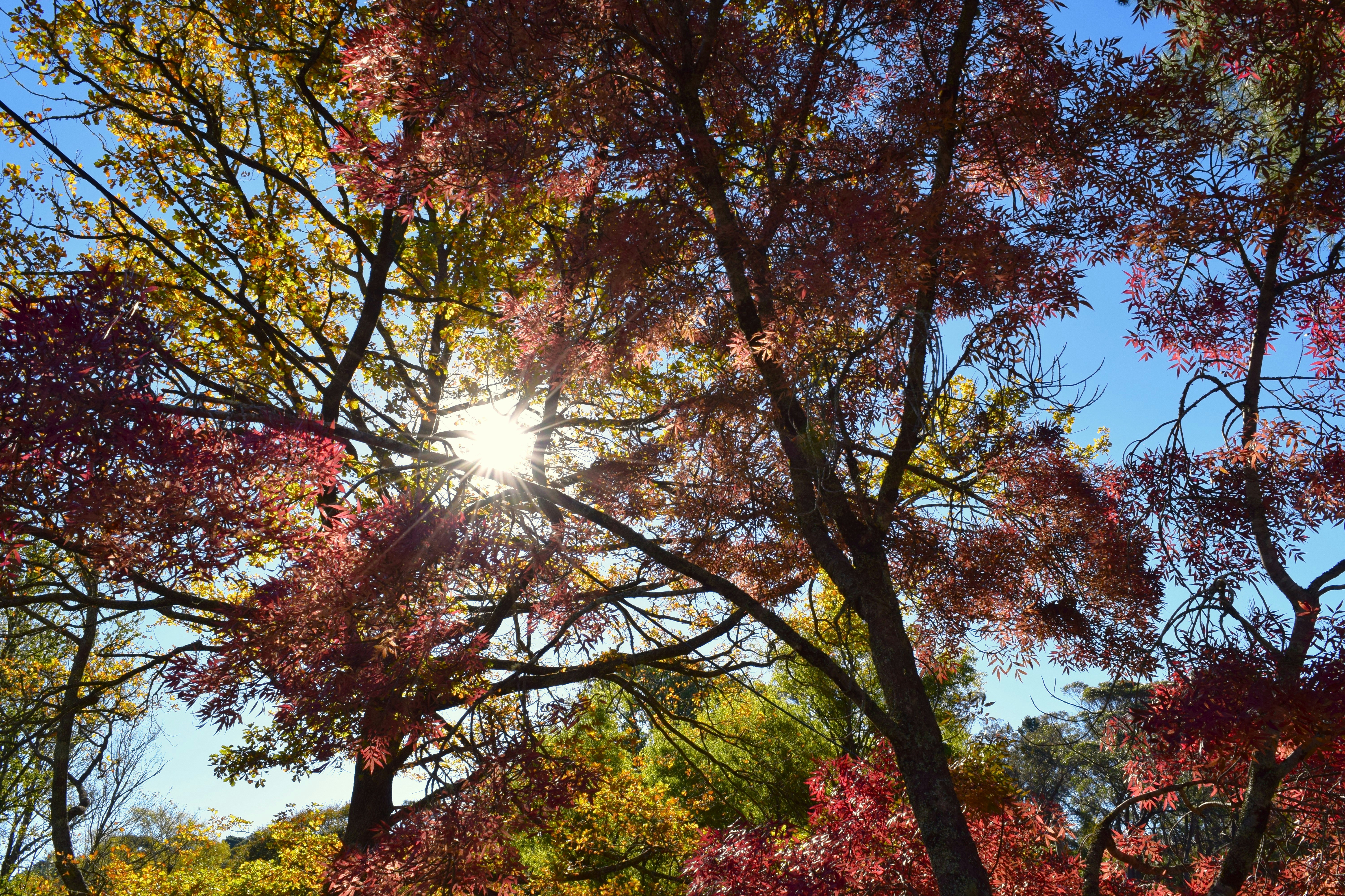 Sunlit canopy through autumn branches