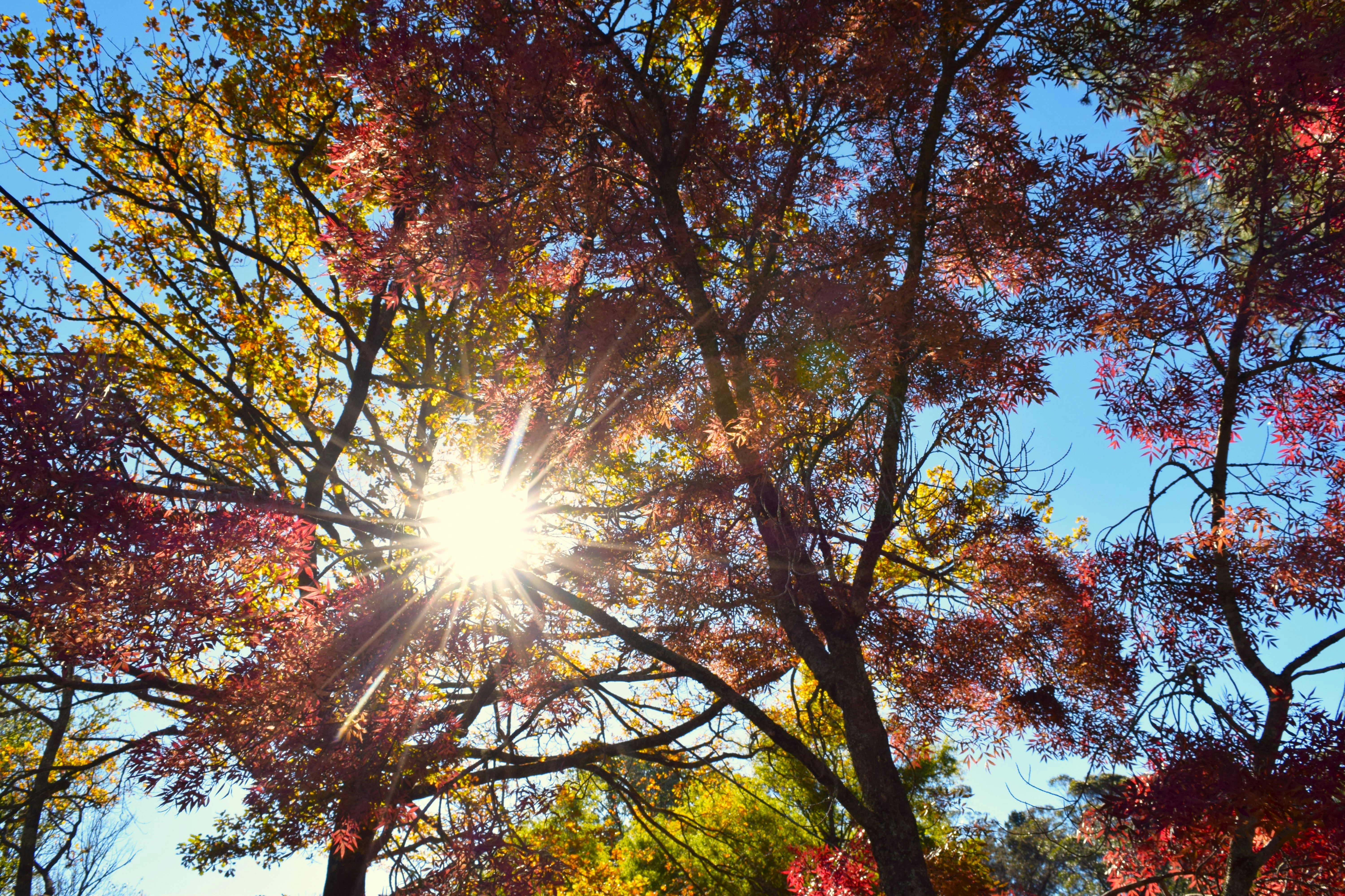 Sunburst Through Autumn Canopy