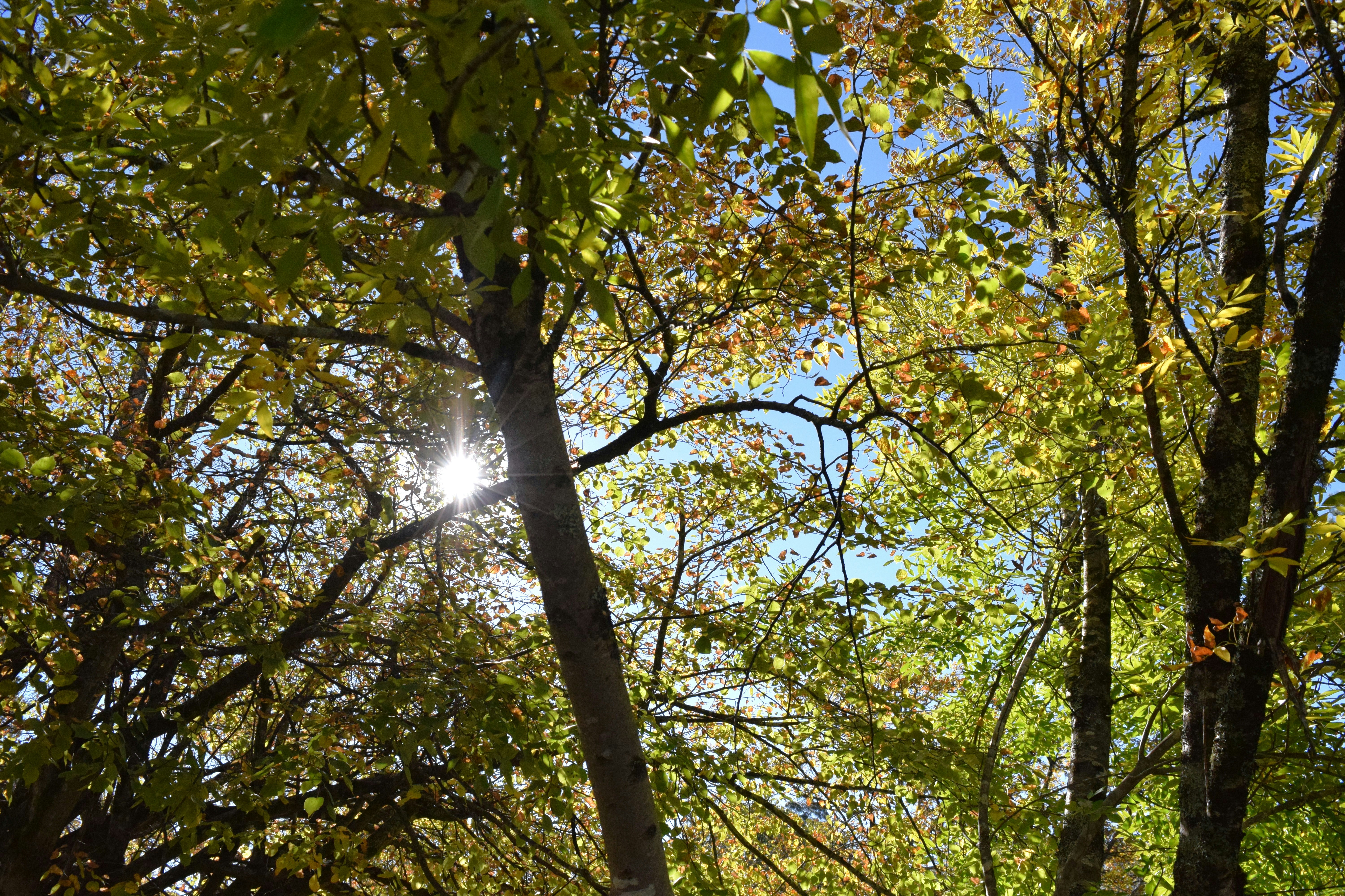 Sunlit canopy through a lattice of leaves
