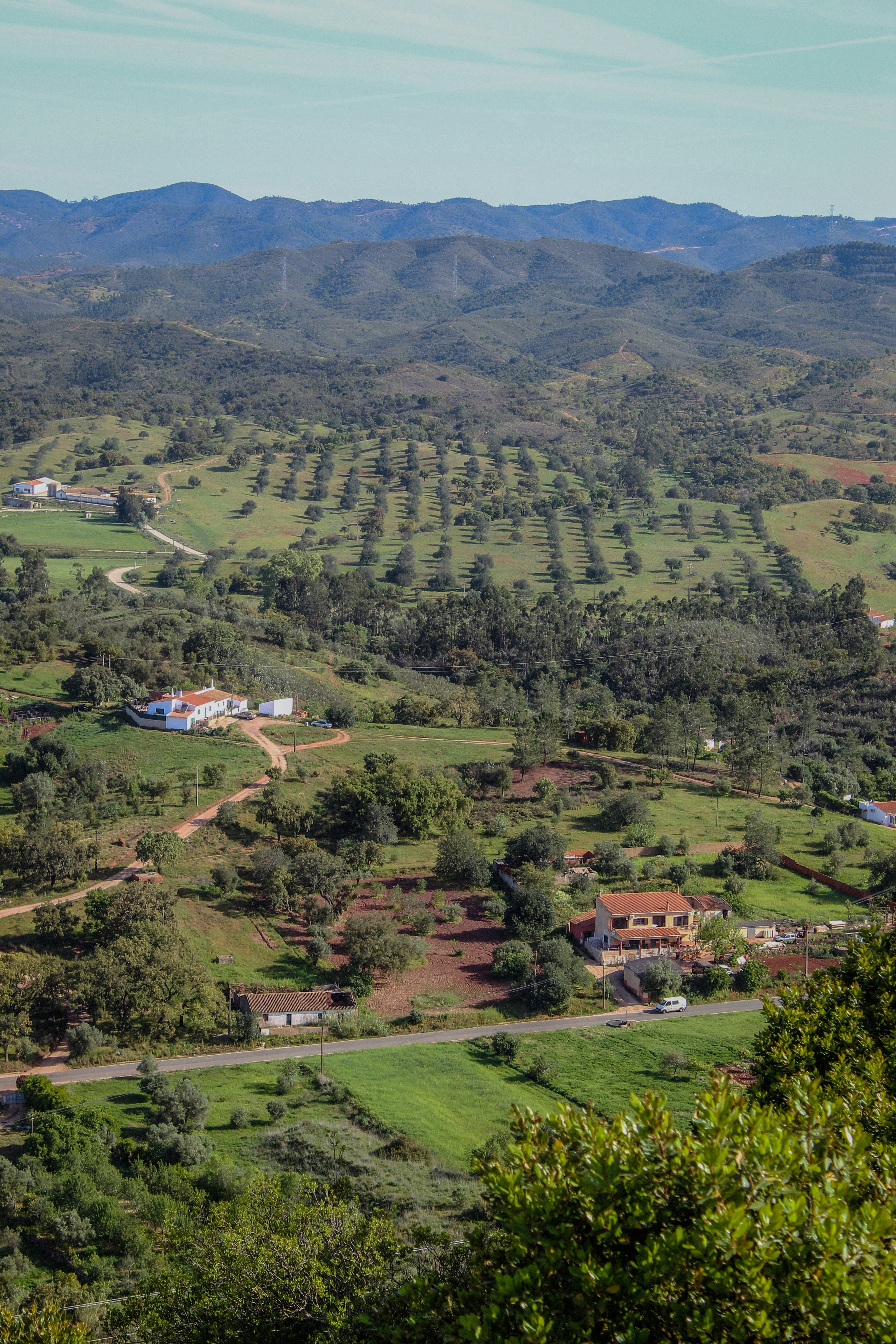 Sunlit Valleys: A Patchwork of Olive Groves and Rolling Hills
