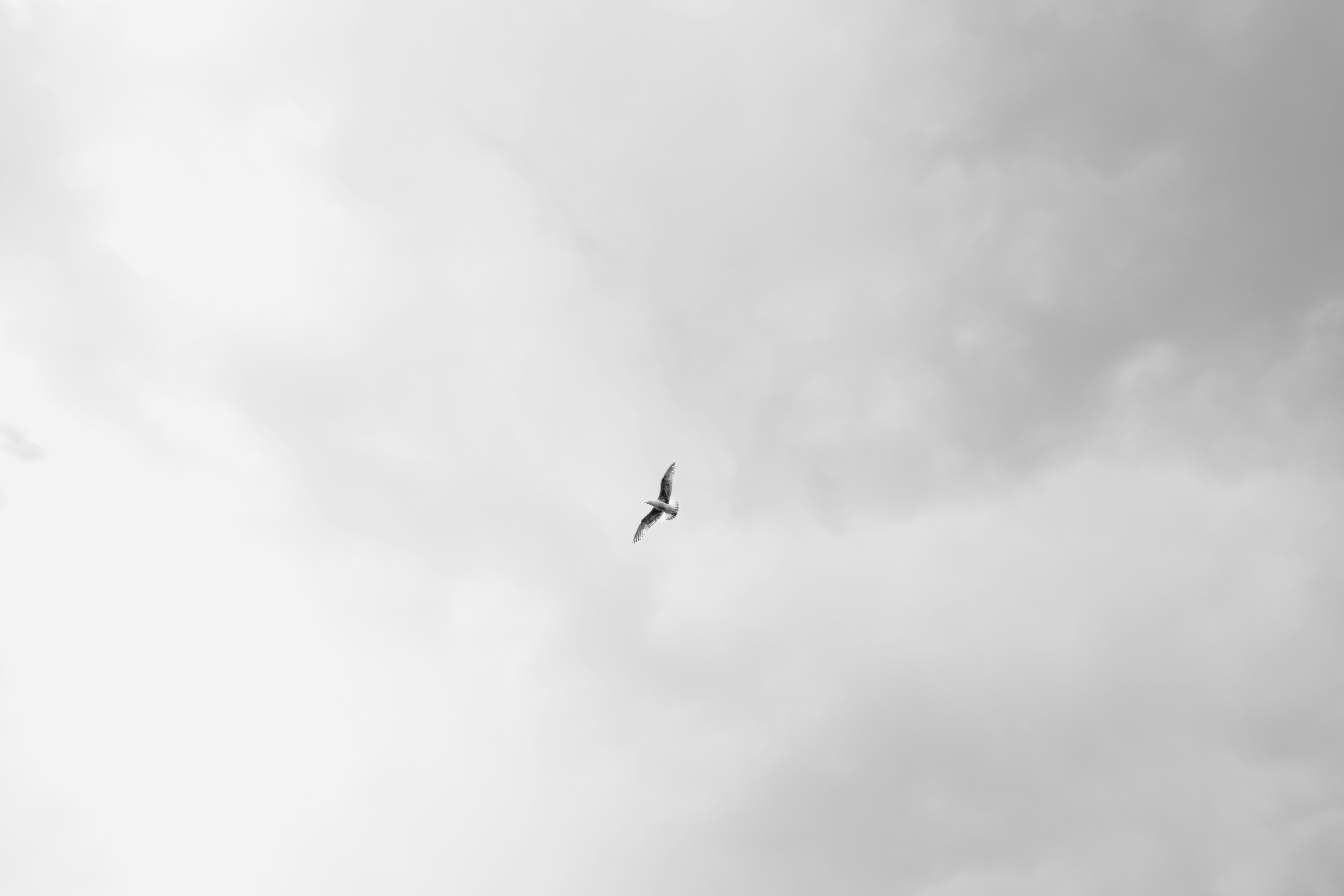 Independent Voyager: A Seabird Silhouette Above the Cloudscape