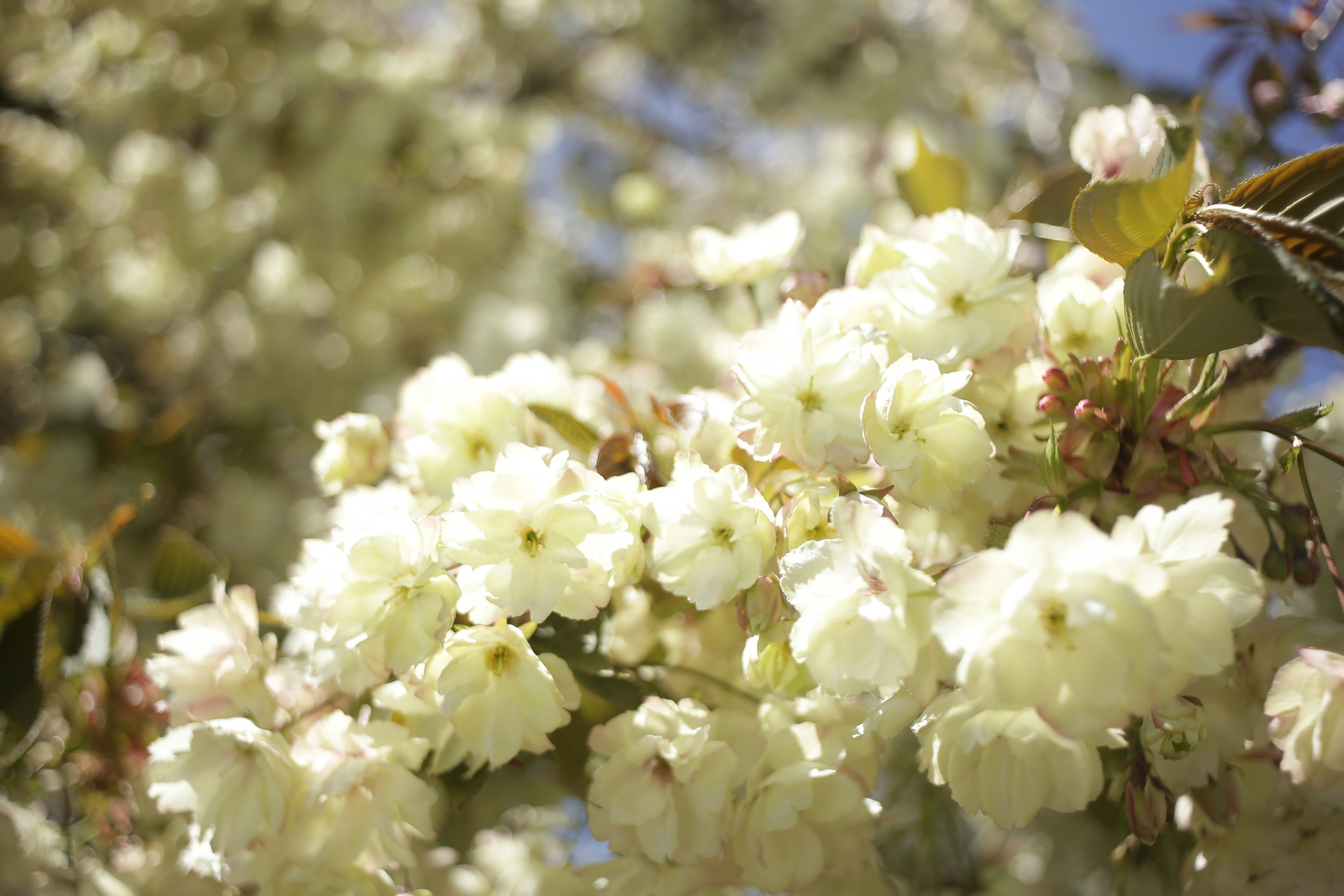 Blossom Burst: Cream-white Flowers Under warming Spring Sun