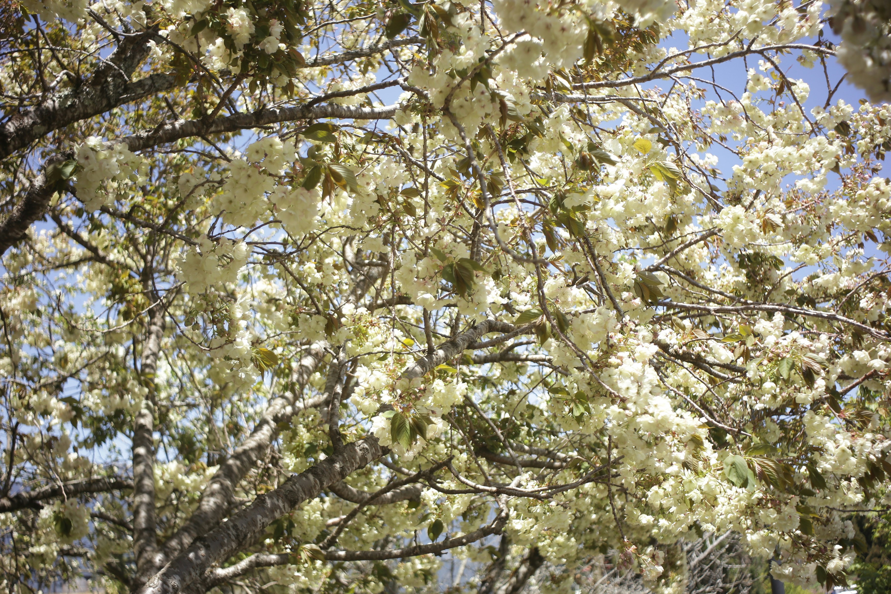 Overhead Cathedral: Spring Blossoms Filling the Sky