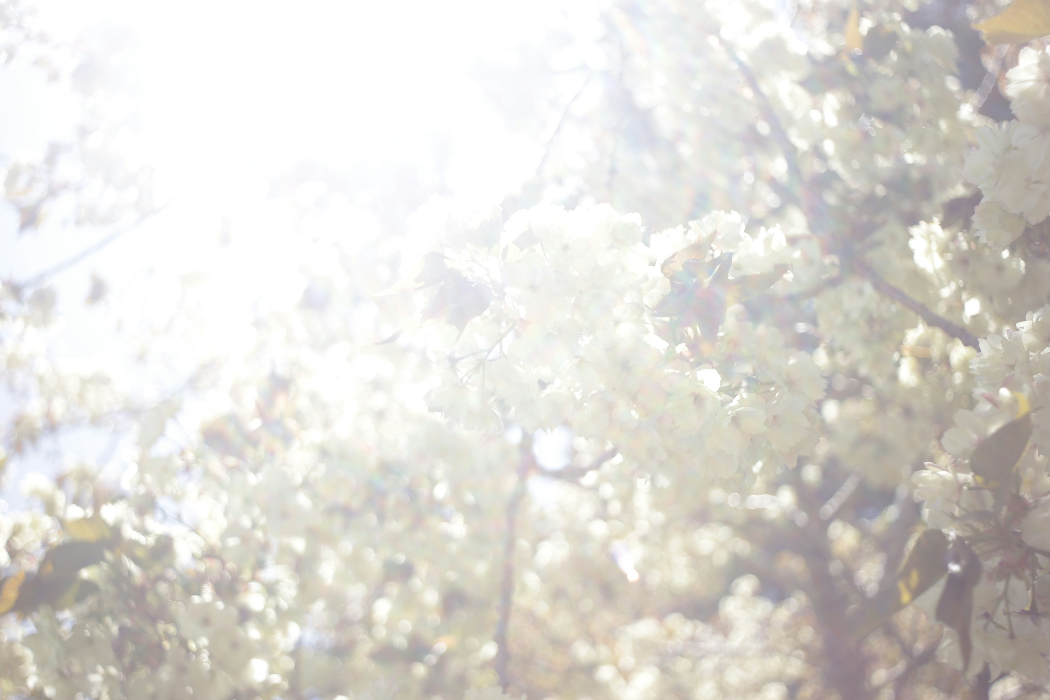 Blossom-Soft Sunrise: Hazy Light Through White Flowers