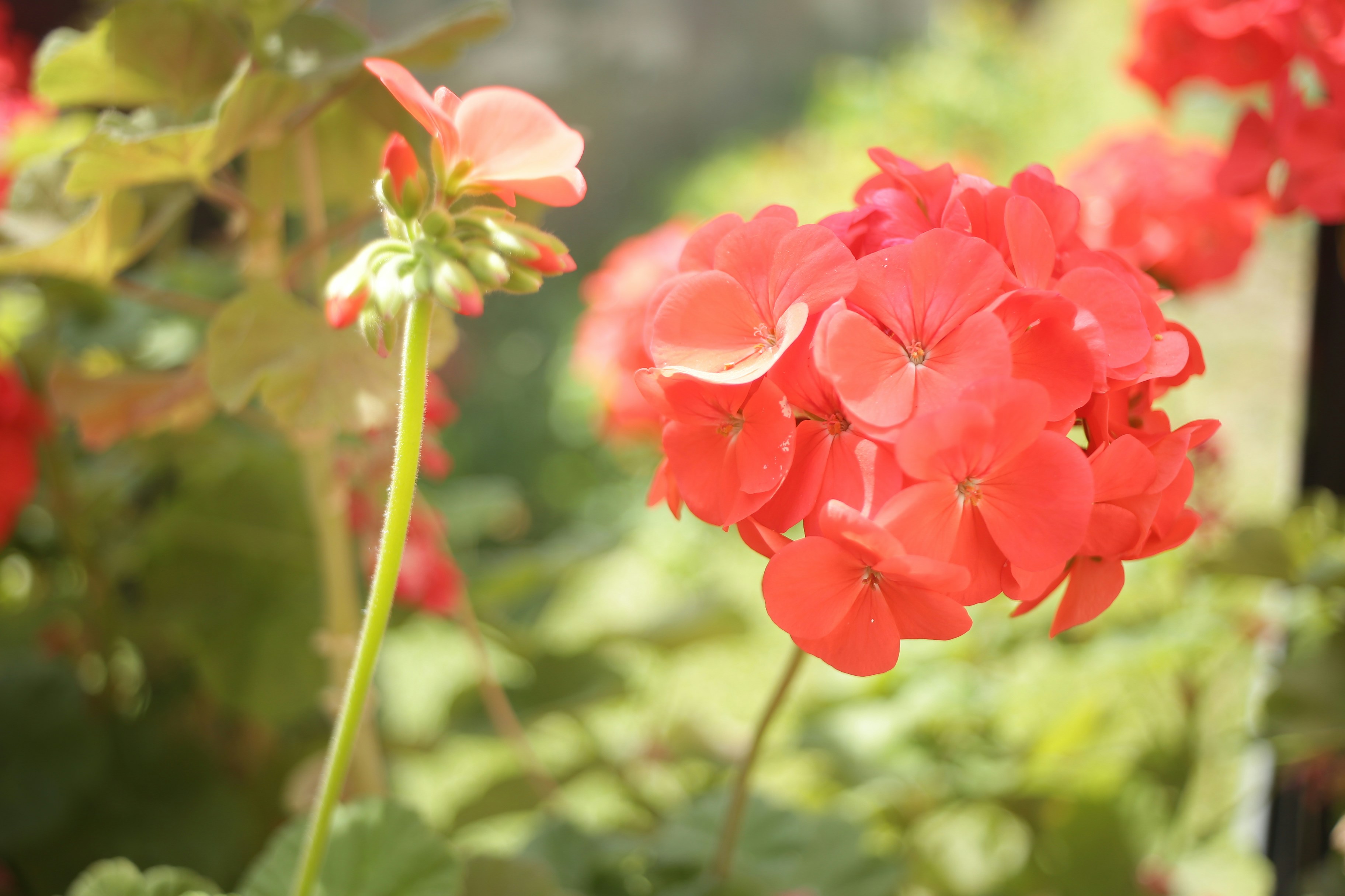 Crimson Cluster: Sunlit Geraniums in Soft Focus
