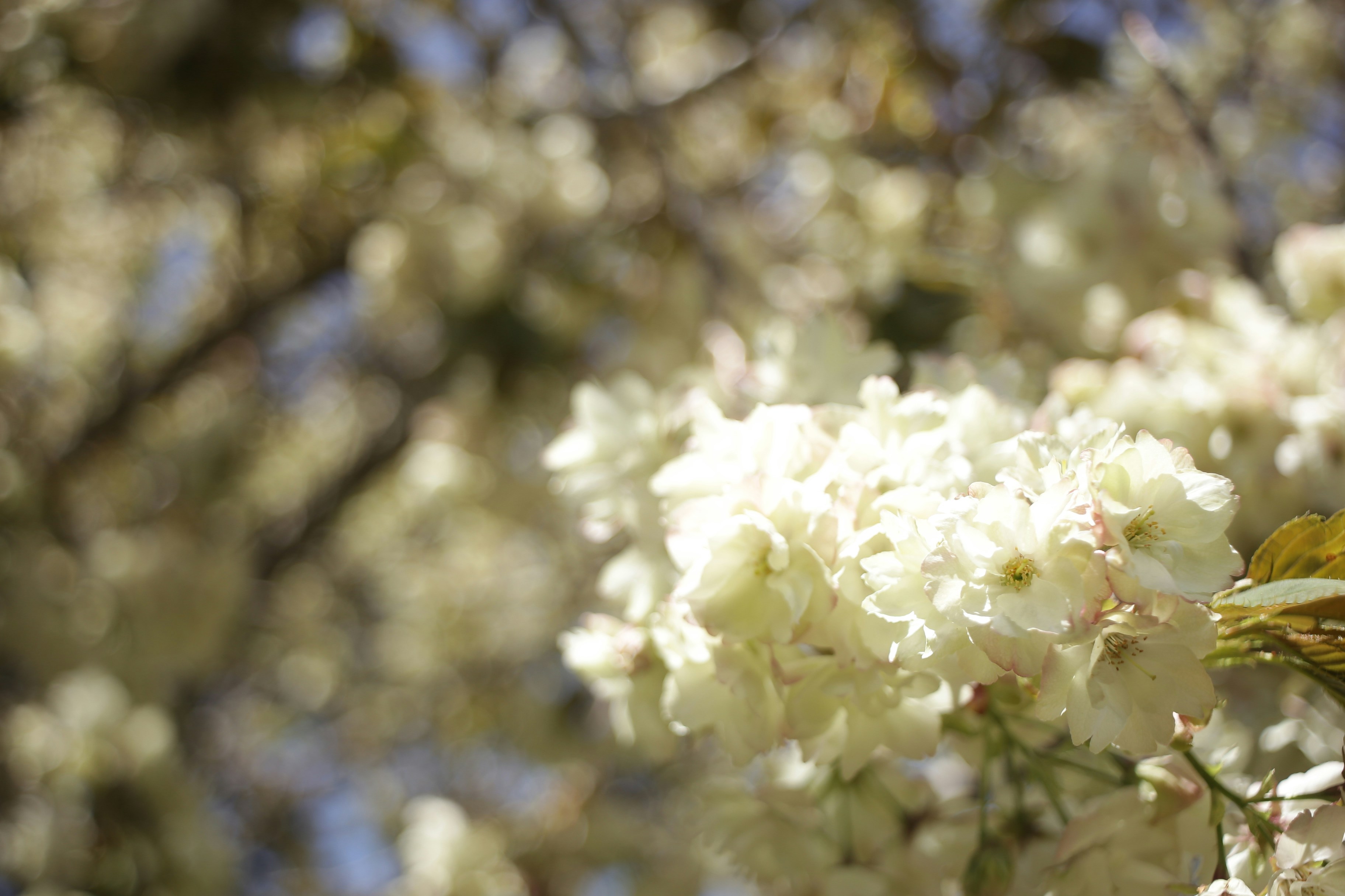 Soft Bloom in Spring Light