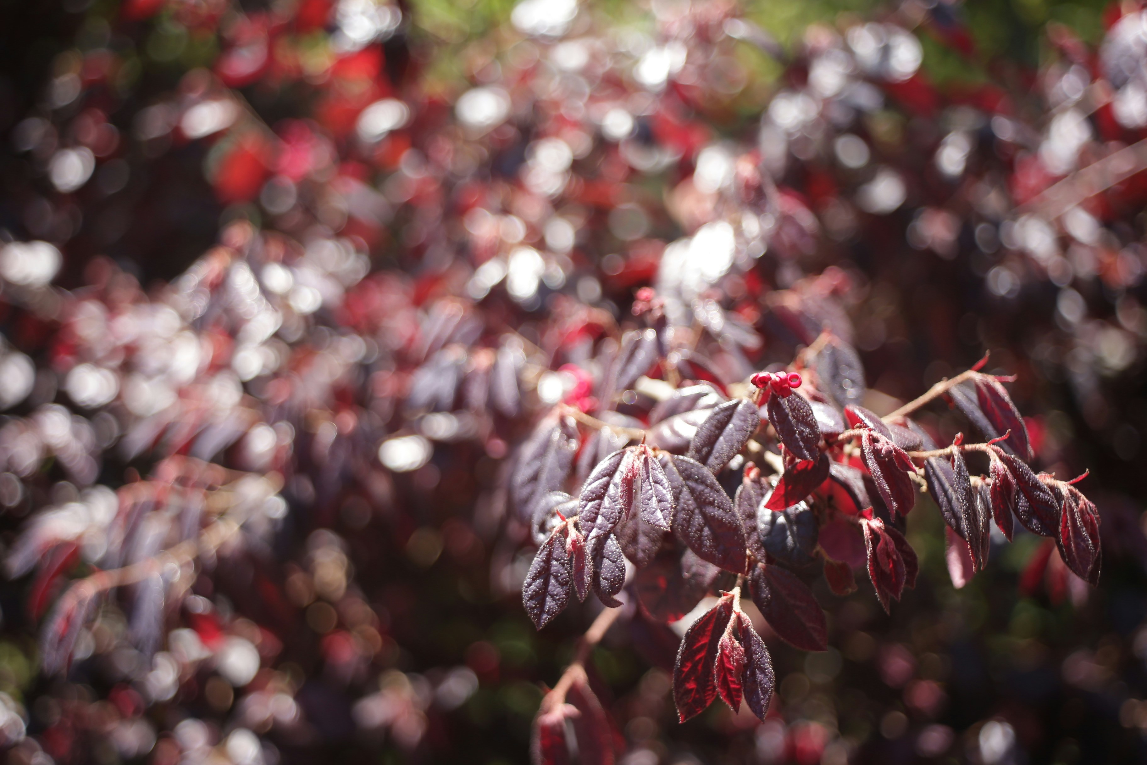 Crimson Leaves in Soft Blur