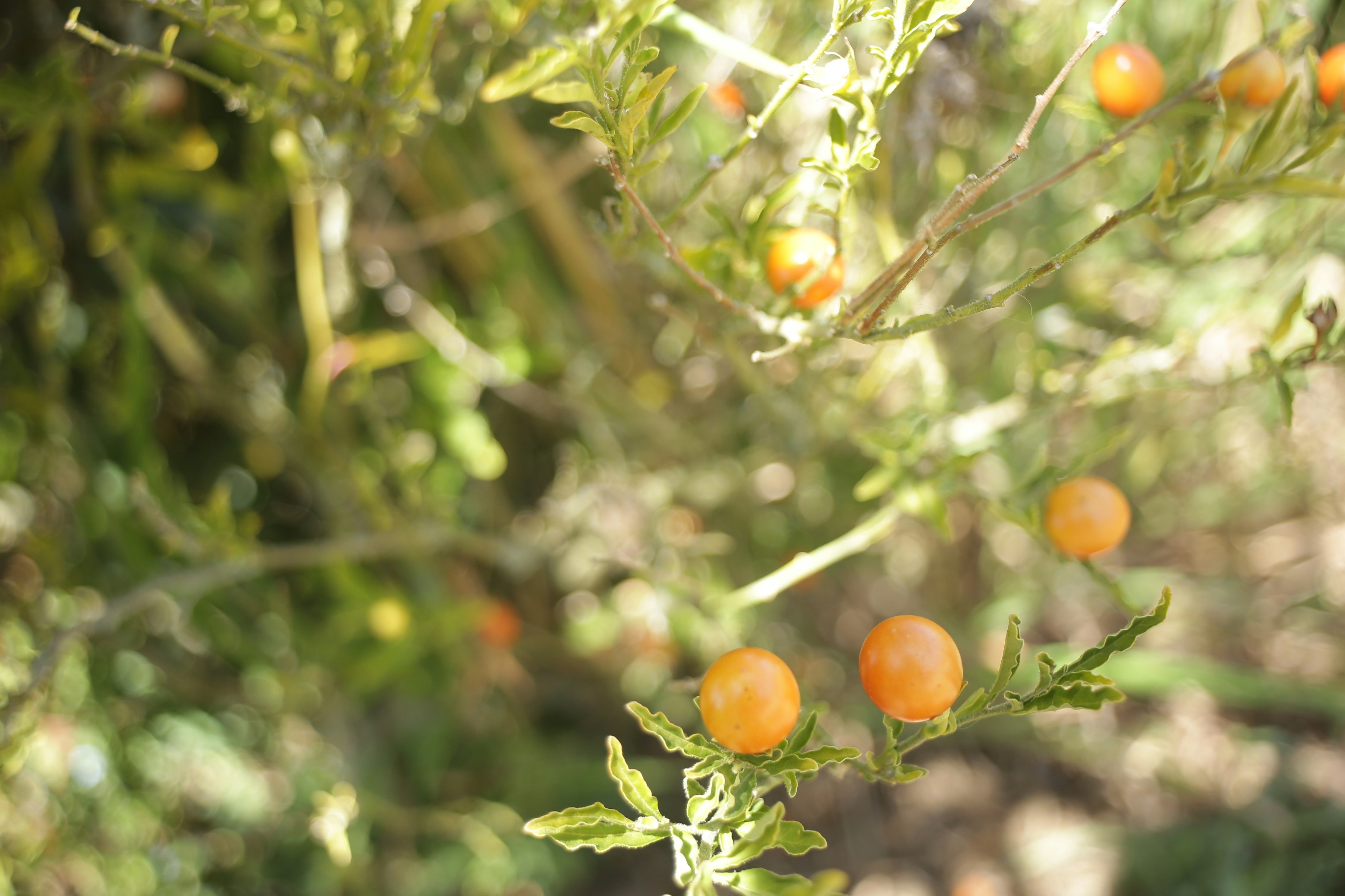 Orange berries glow amid sun-dappled green stems