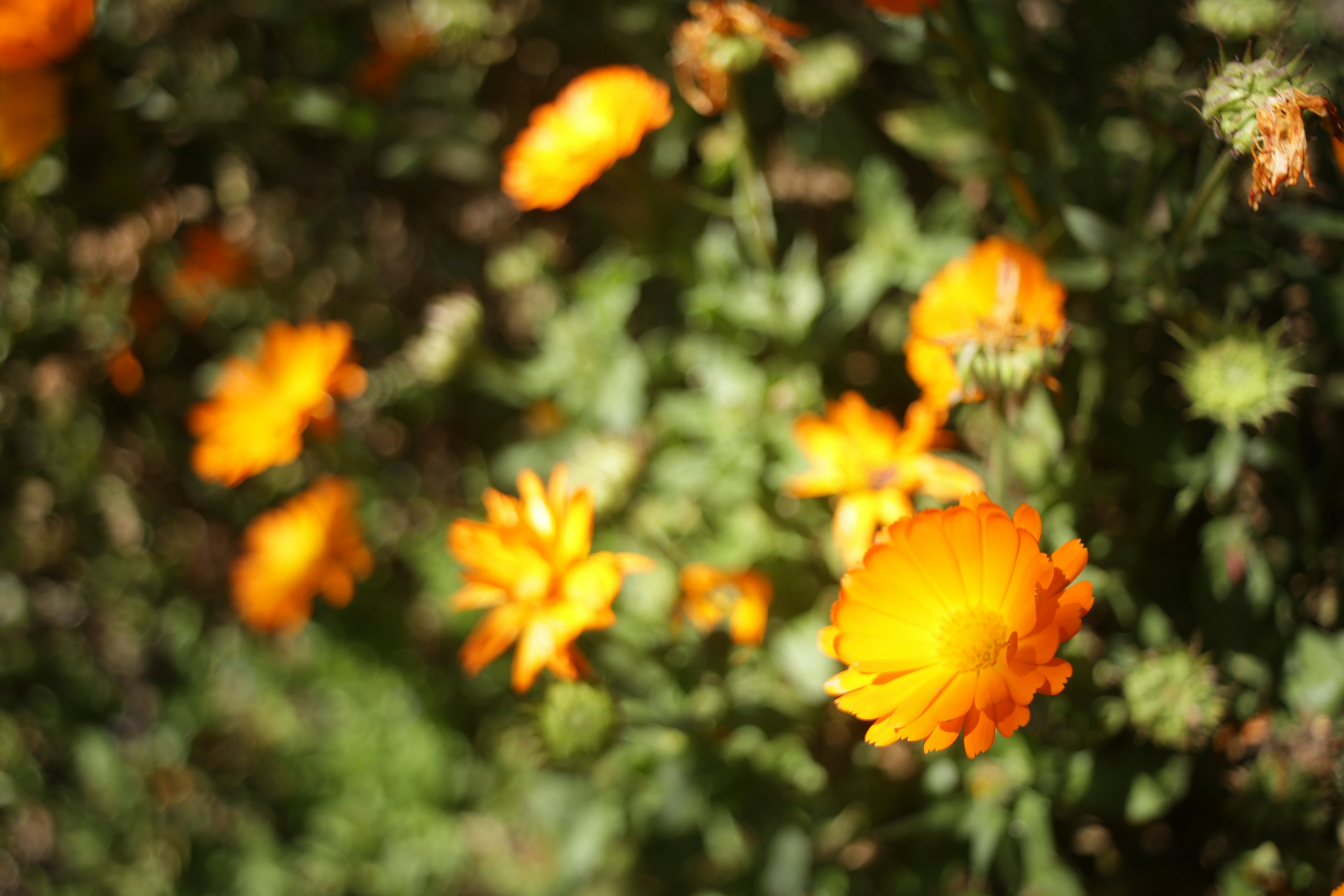 Sunlit Orange: A Cluster of Gaussian Blooms in a Quiet Garden