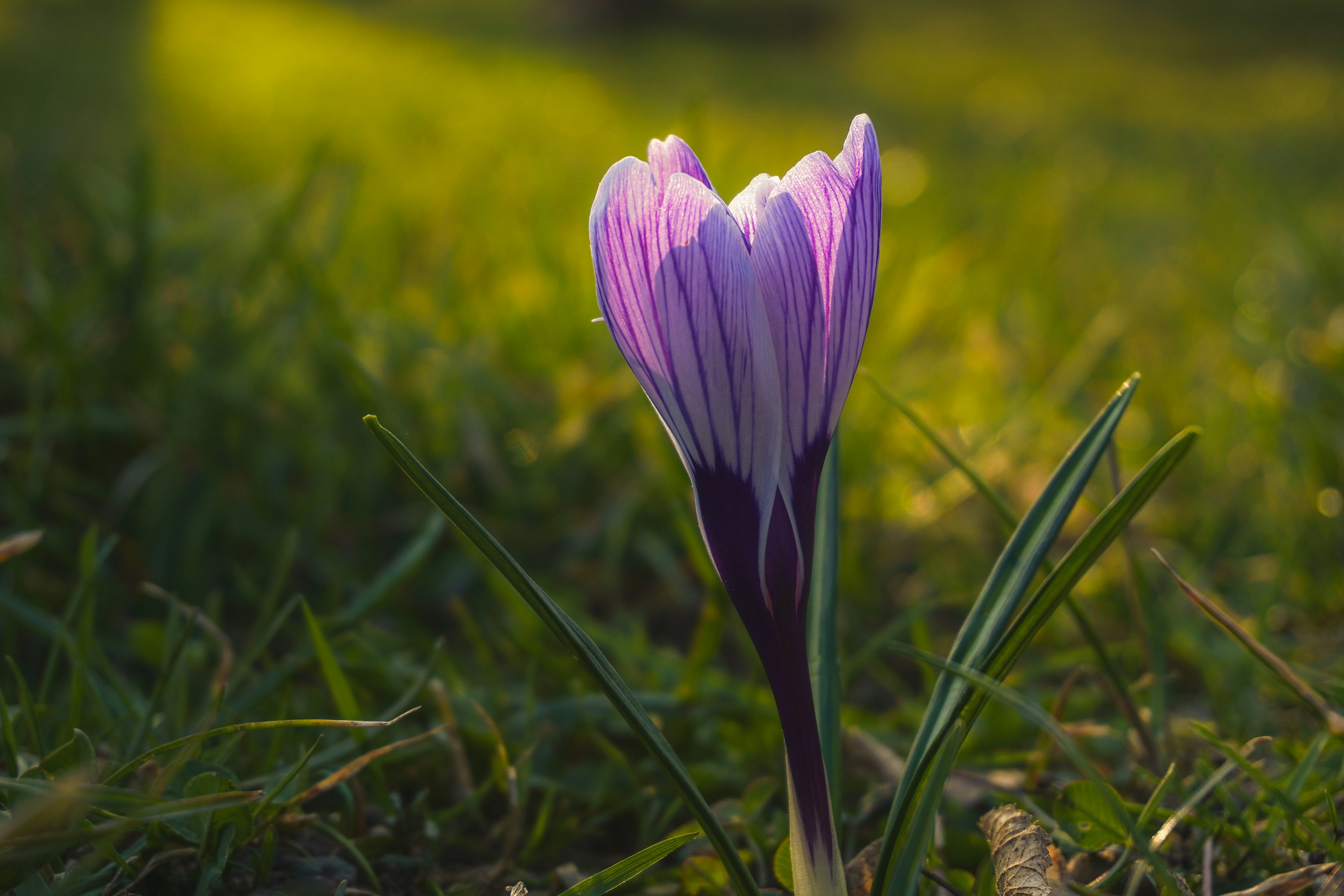 Emerging Lupine: A lone purple crocus rising through green dawn grass
