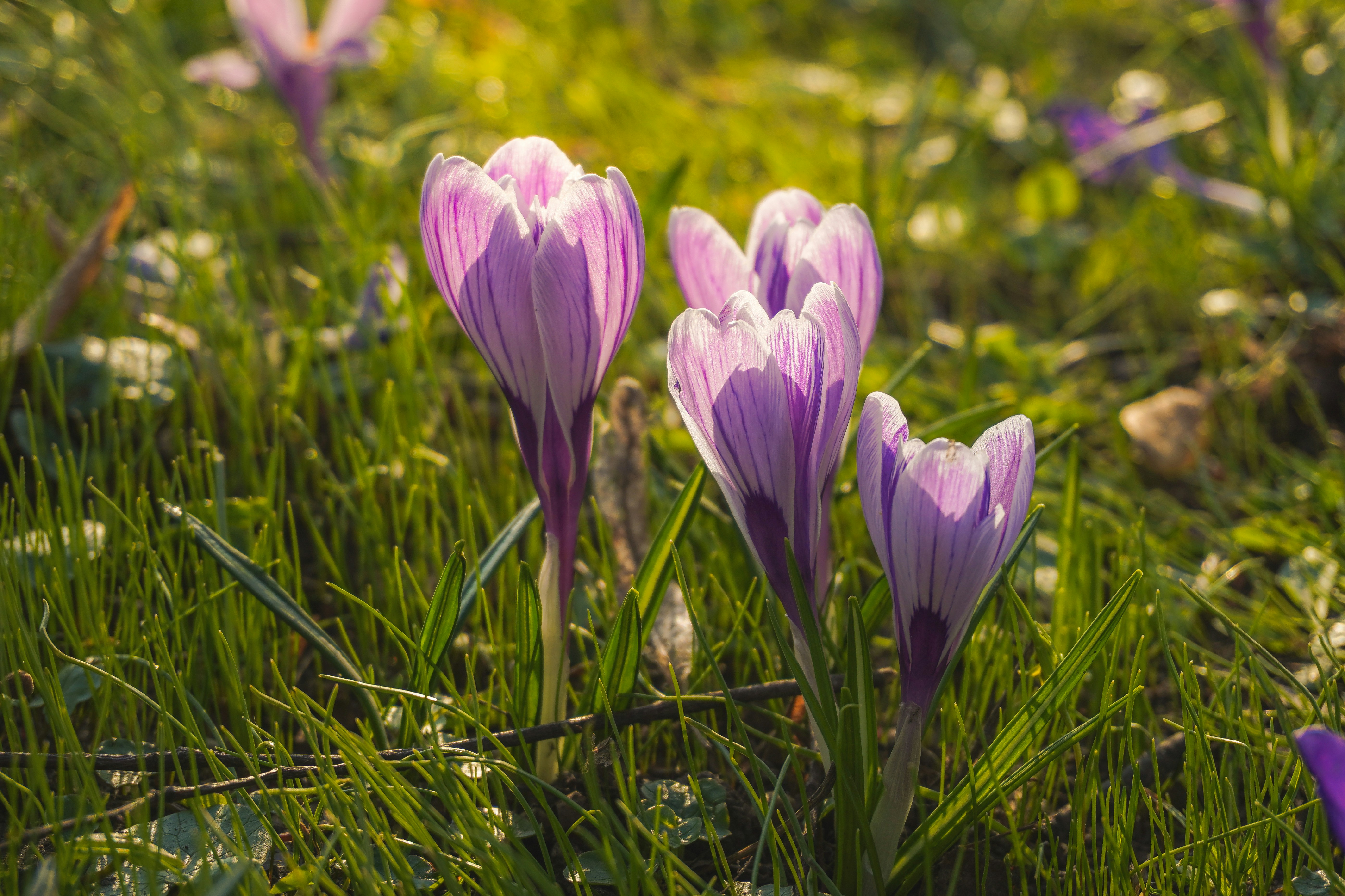Crop of dawn: trio of purple crocuses rise from sunlit meadow