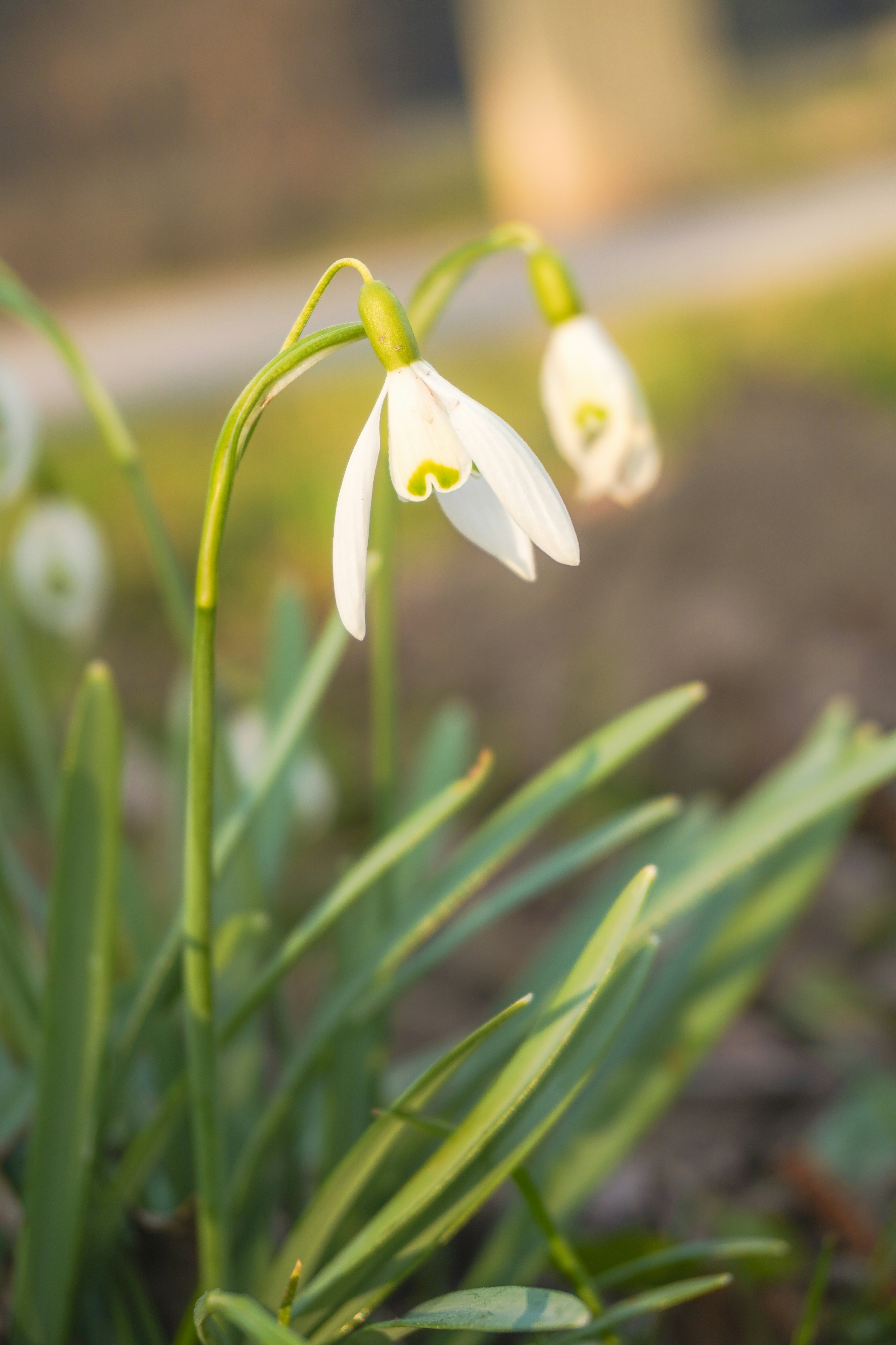 Snowdrop Saga: A Close-Up of Delicate White Bell Flowers