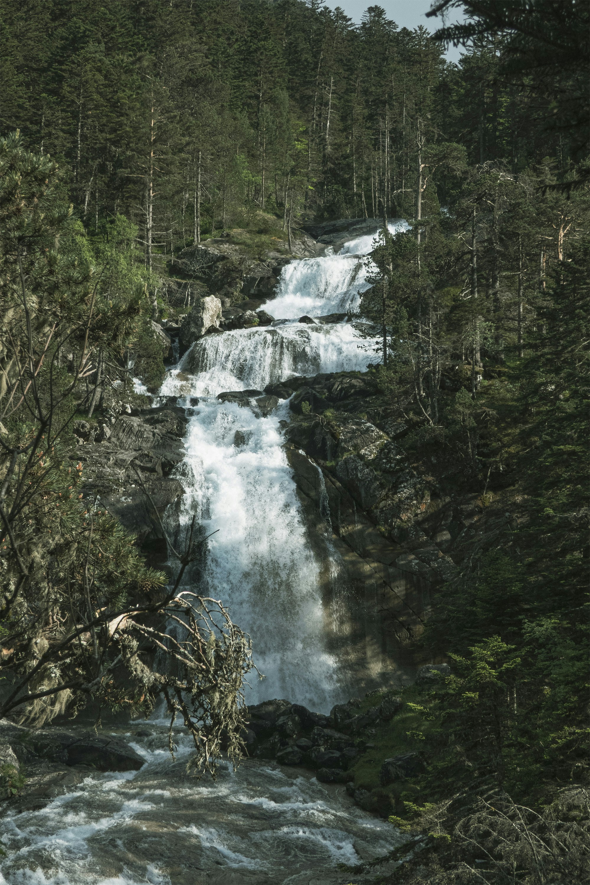 Forest Cascade: A Tall, Treed Ascent to the White Rush