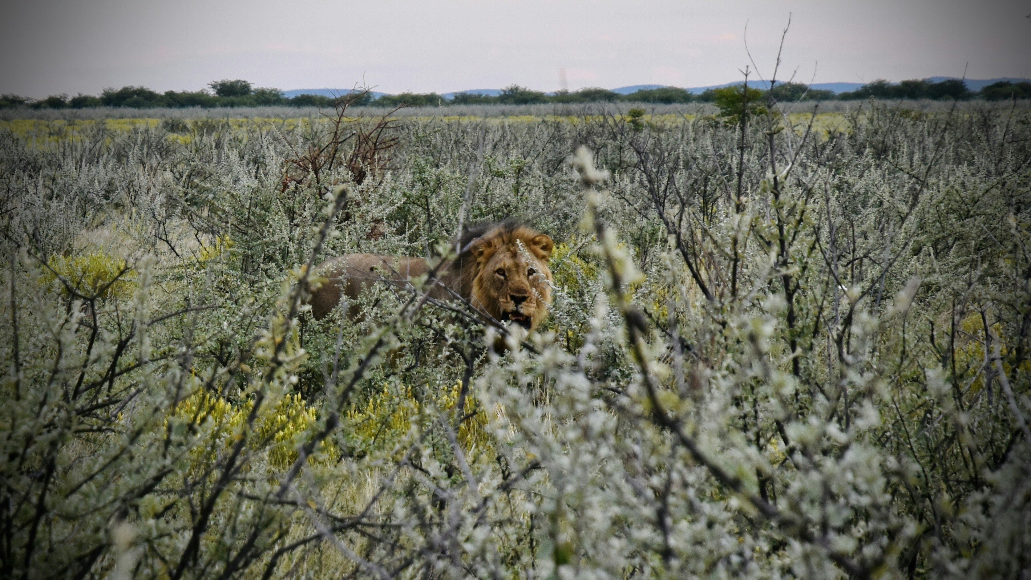 Lone Lion Stands Guard in Spring Scrub