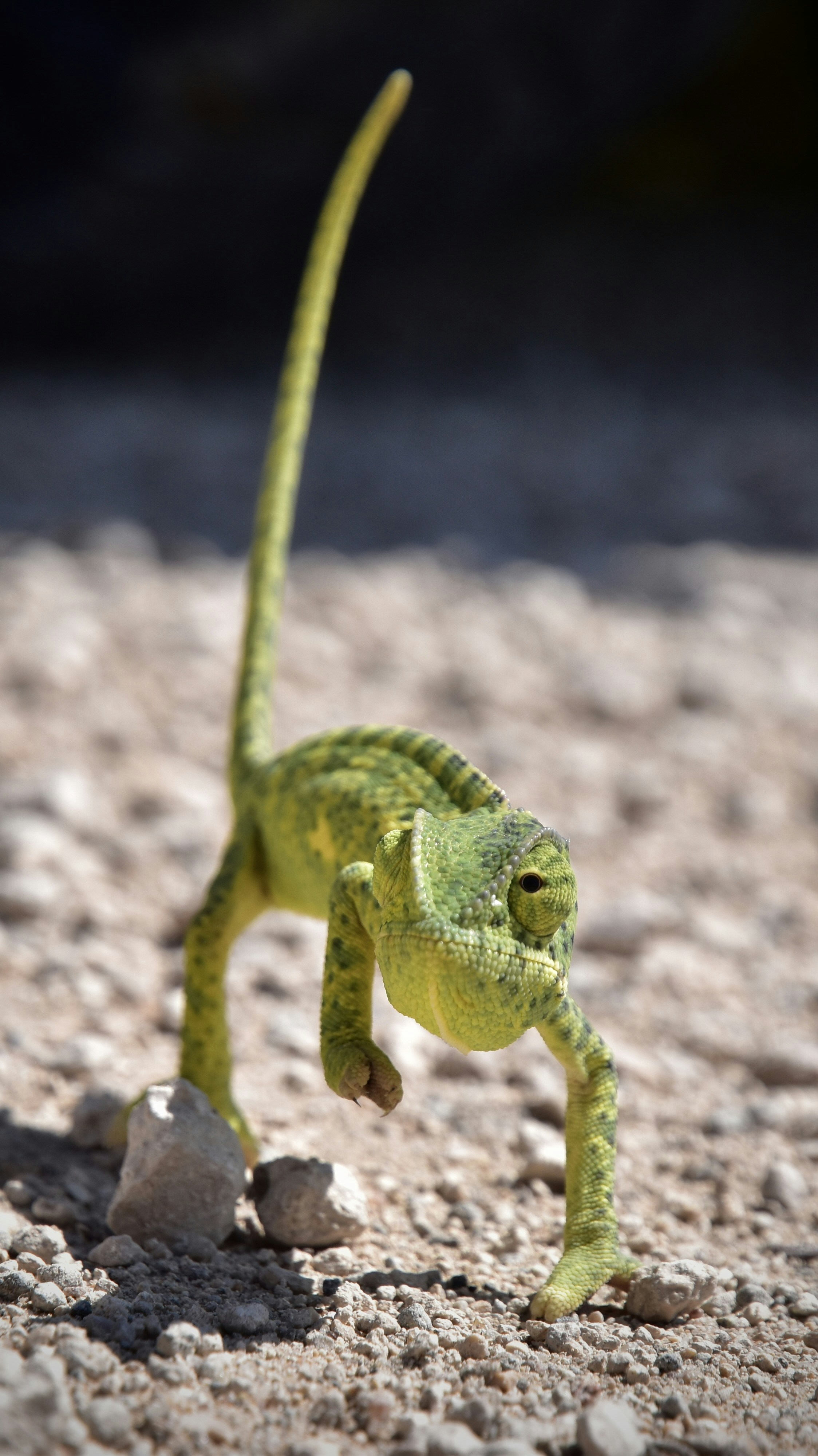 Emerald Stride: A Lizard’s Close-Up on Battered Ground