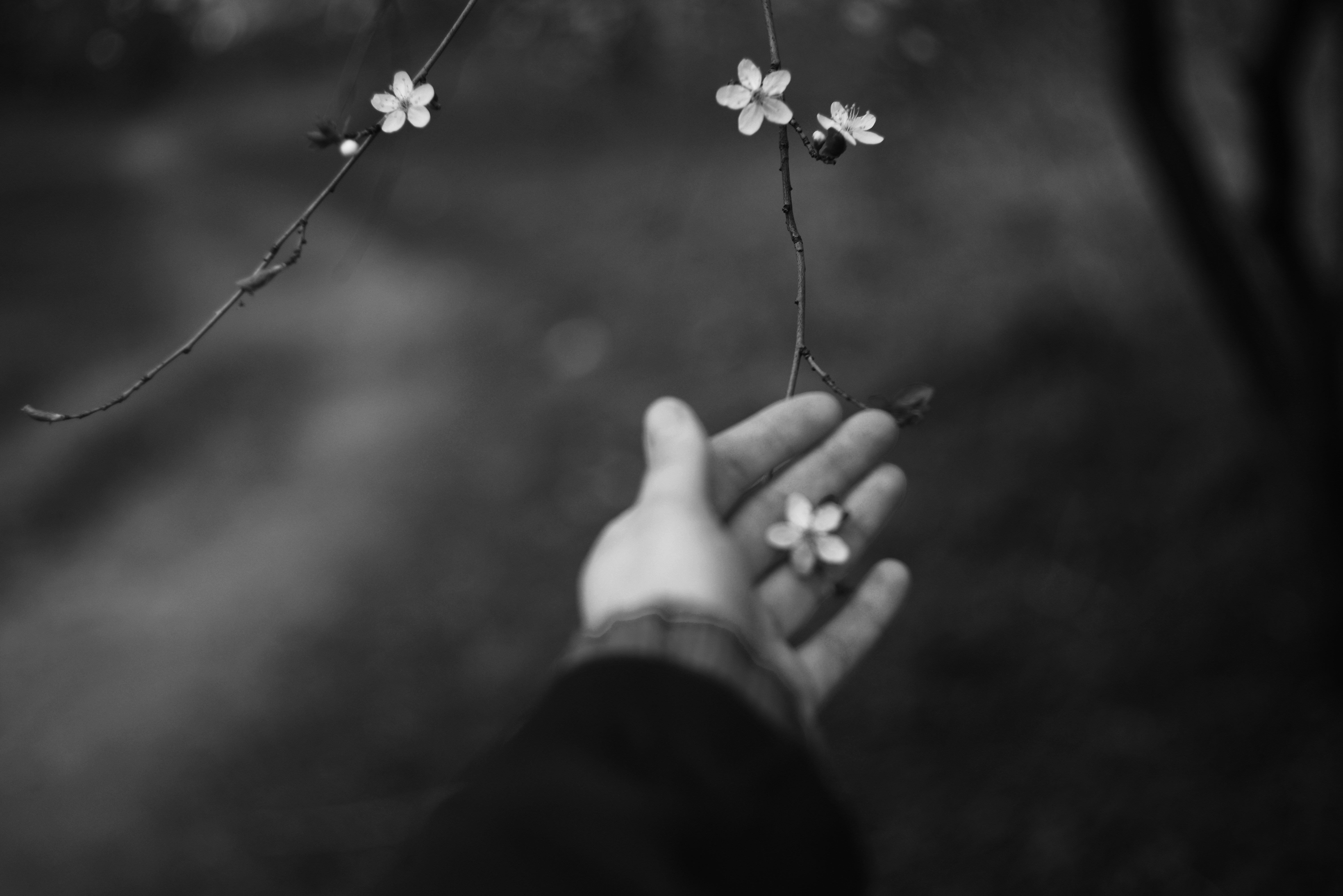 Bare Branches, Gentle Touch