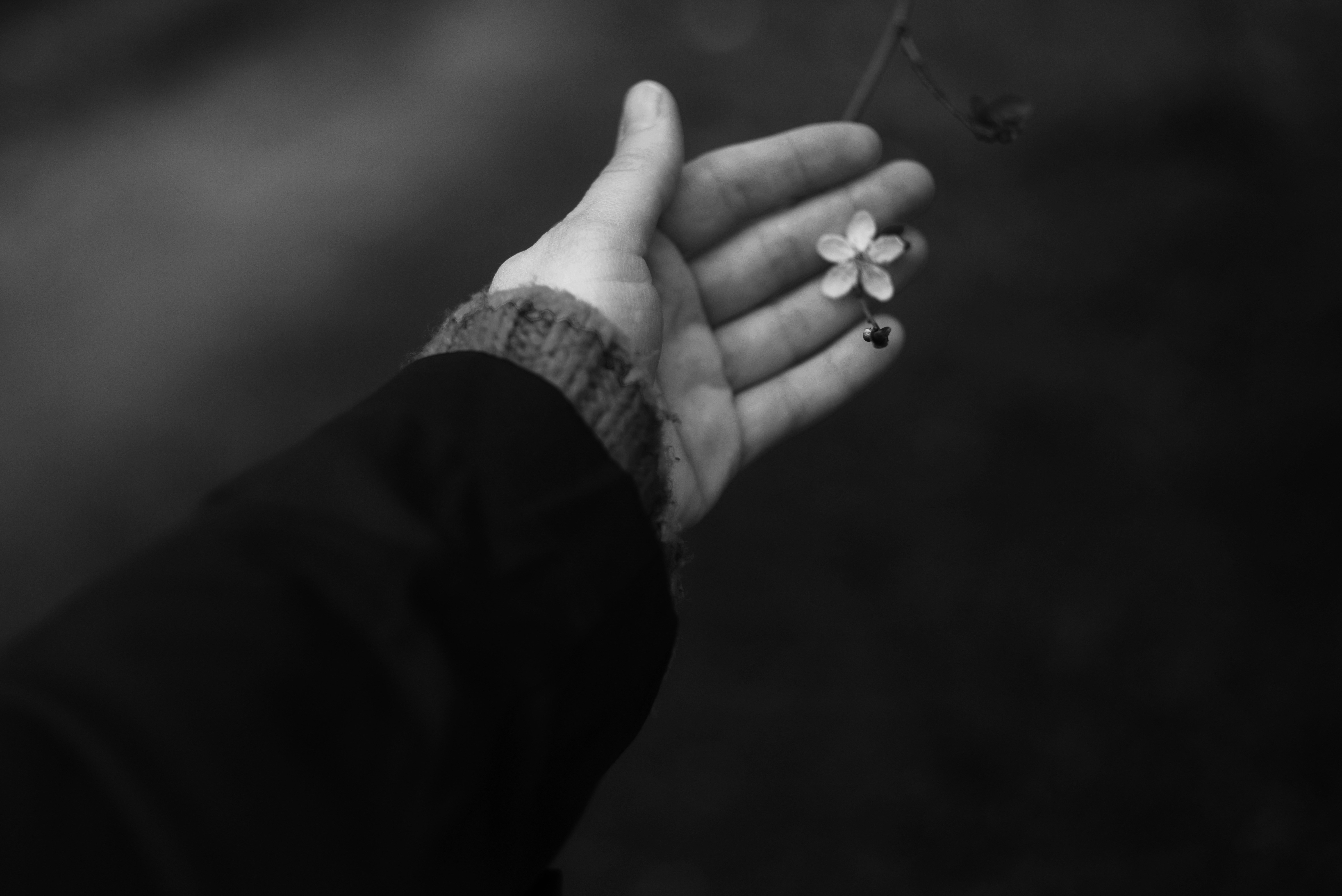 Whispered Bloom: A Handful of Petals in Quiet Light