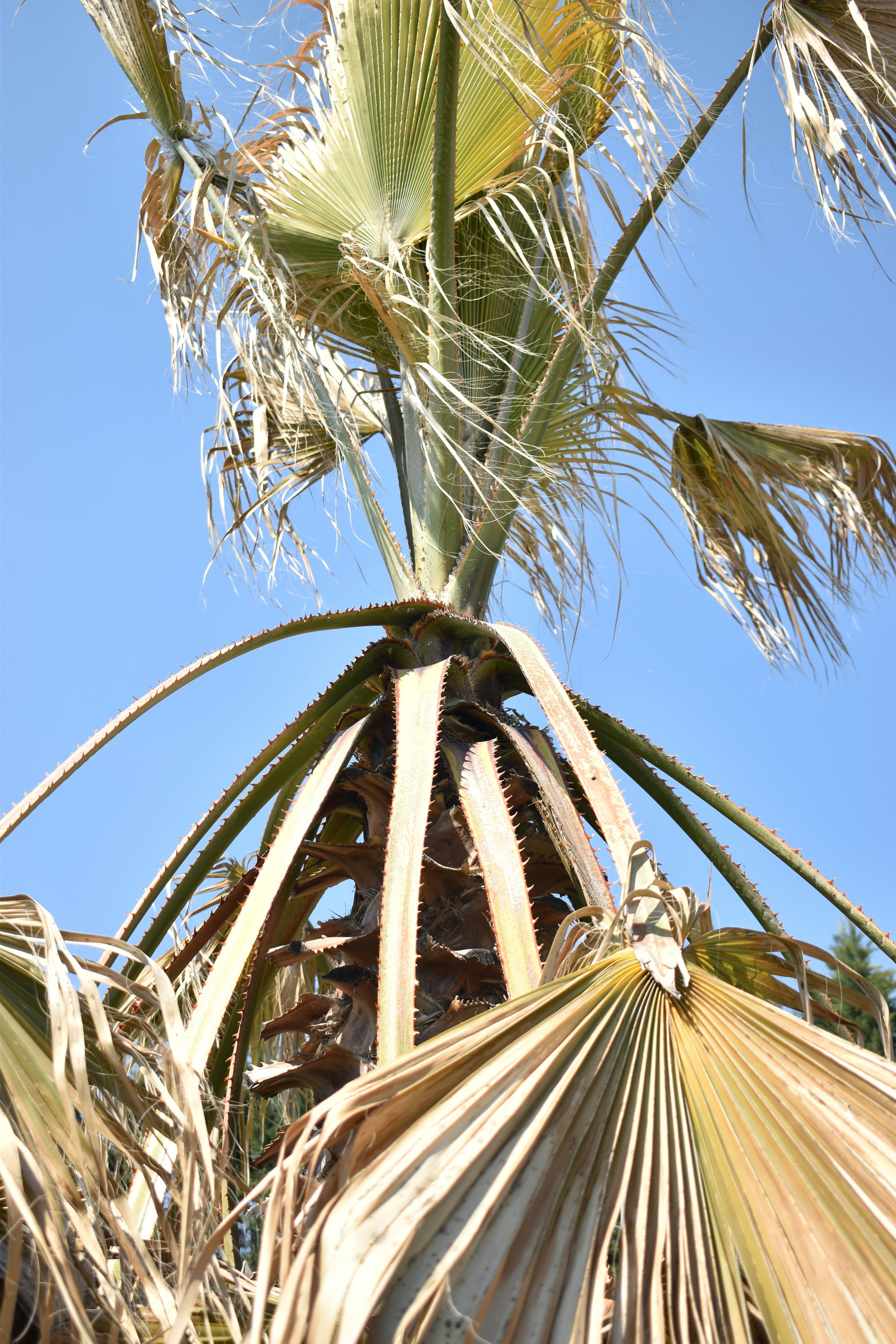 Close-up of a sunlit palm trunk and fronds against a clear blue sky