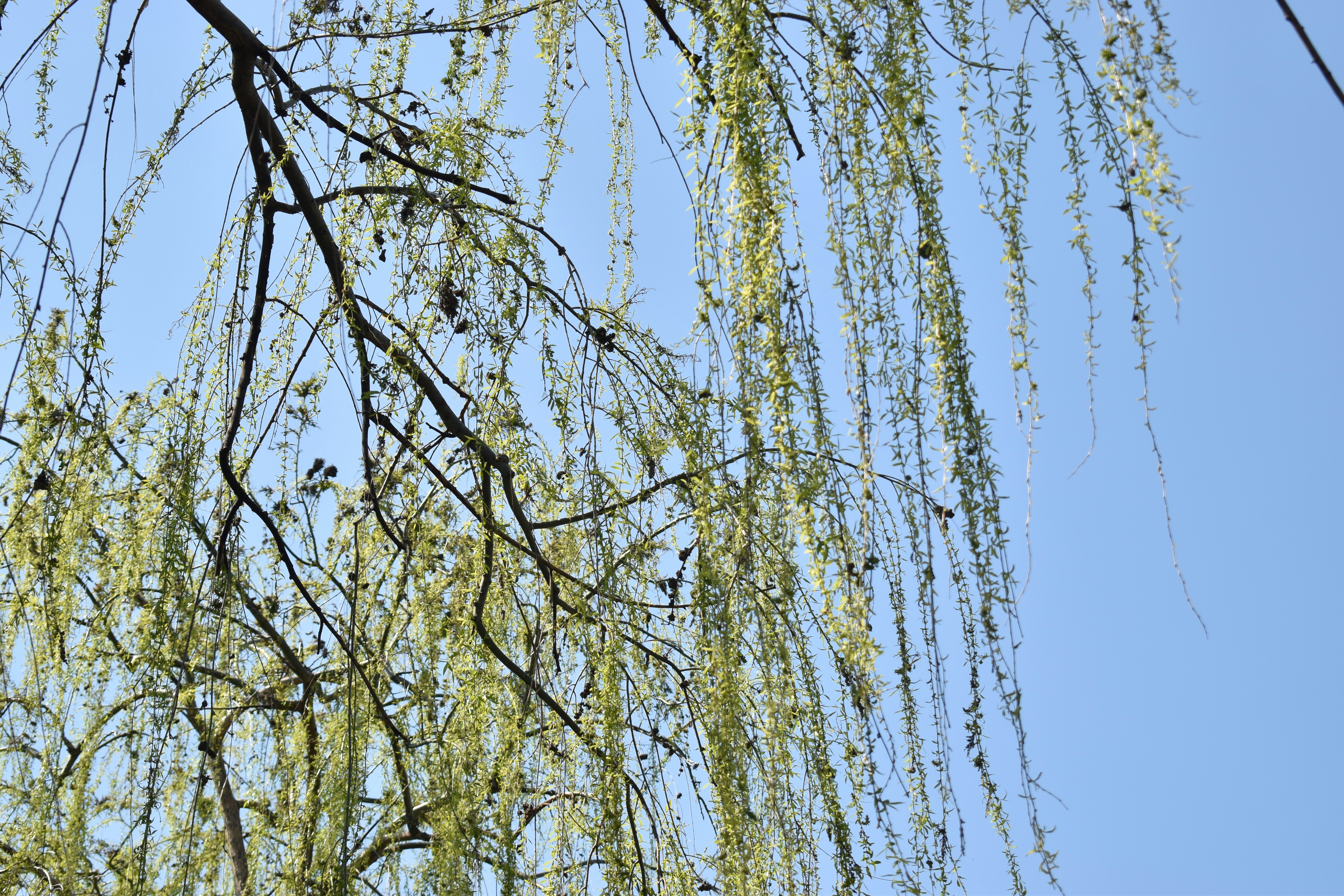 Weeping Willow Threads in a Clear Sky
