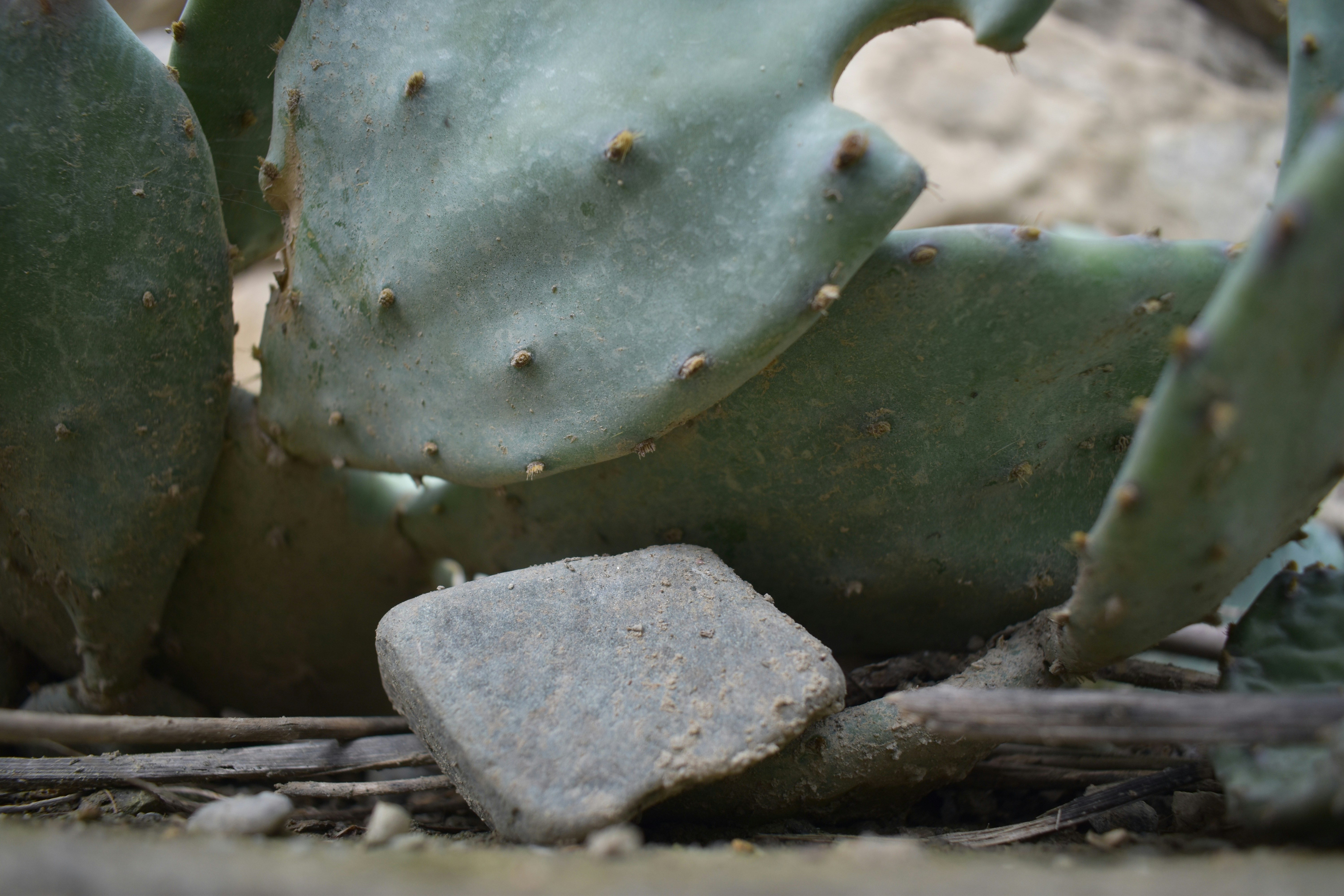 Rocky Quiet: A Pebble Nestled Between Prickly Leaves