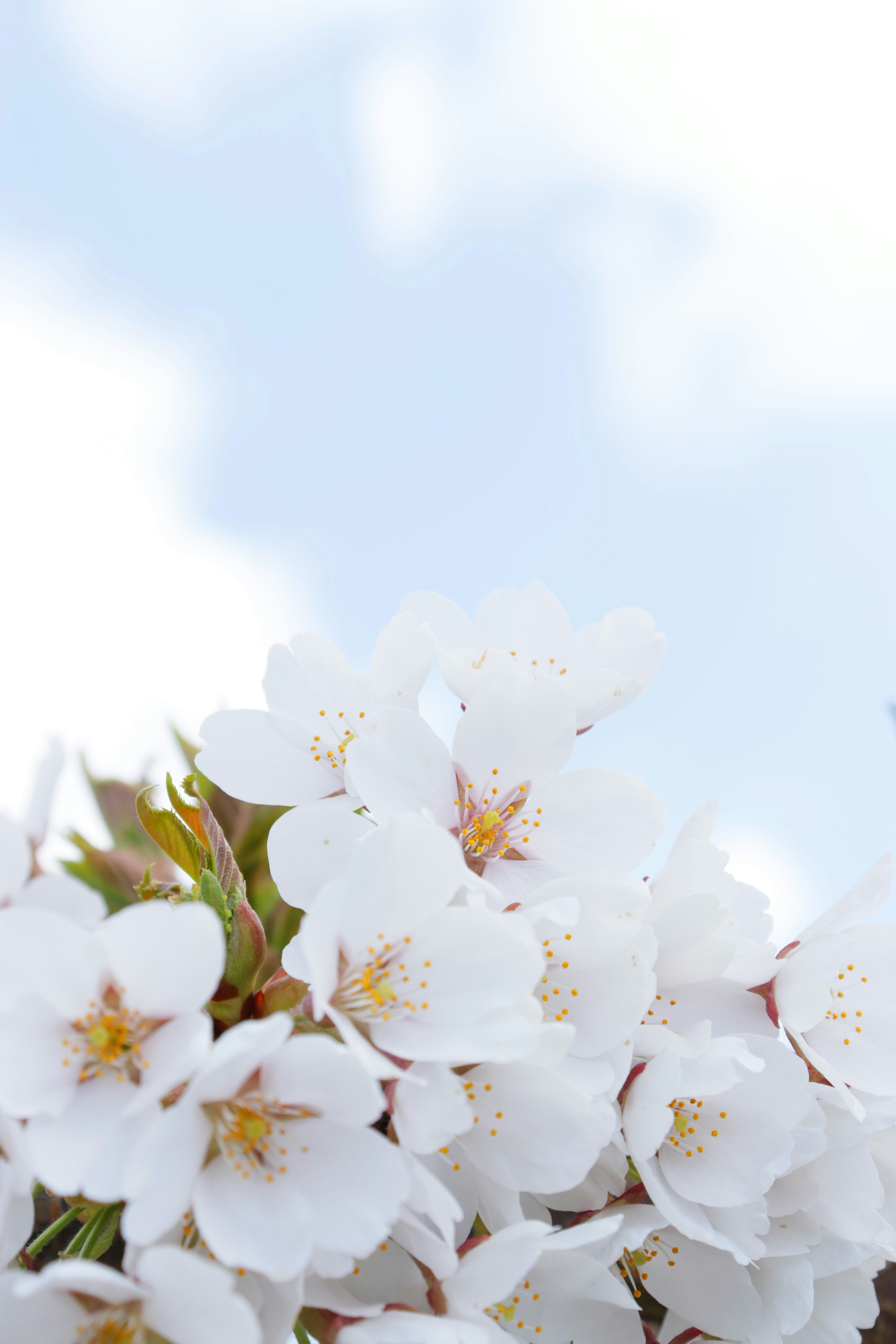 Blossoms in Soft Morning Light