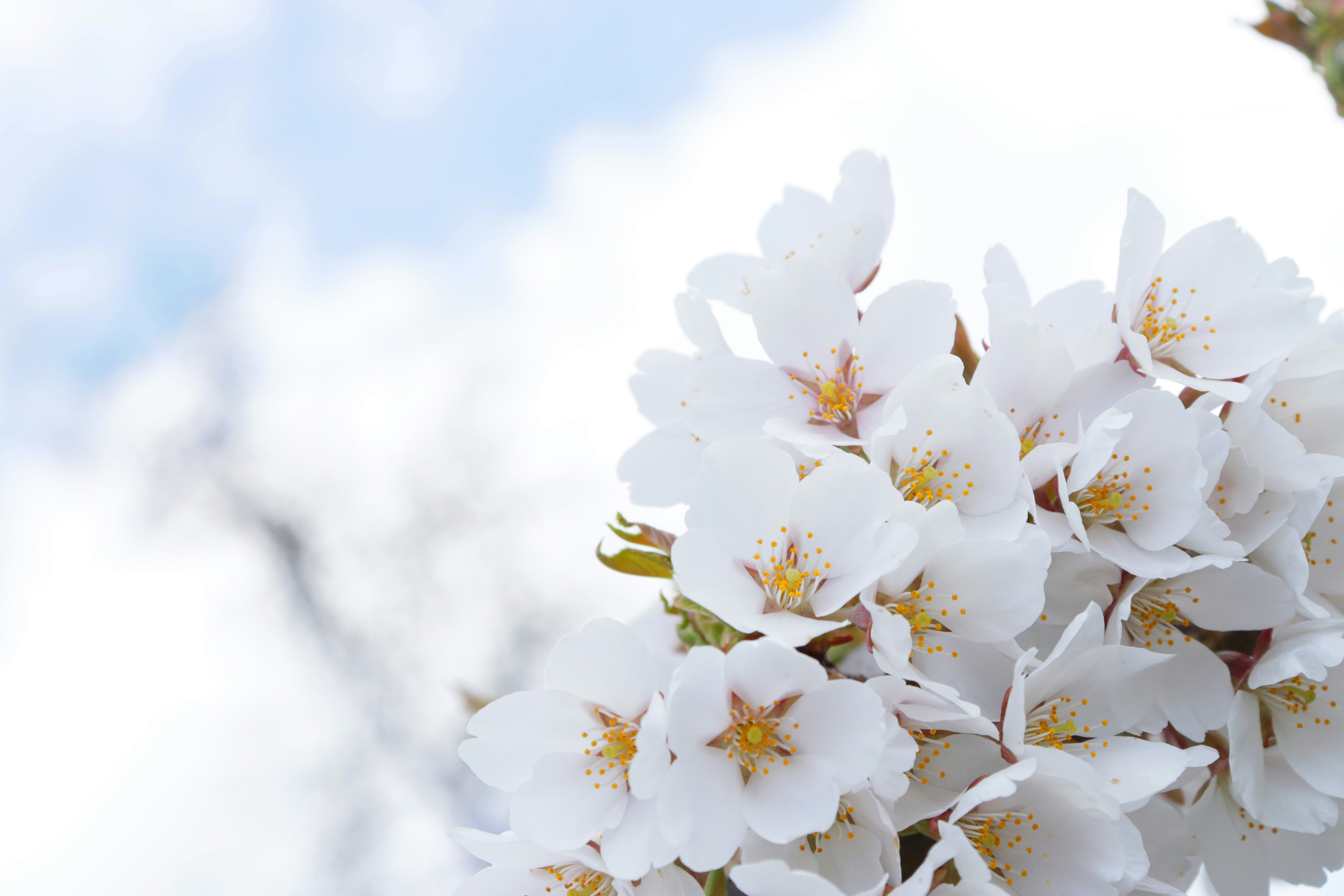 Blossom Burst in Bright Sky