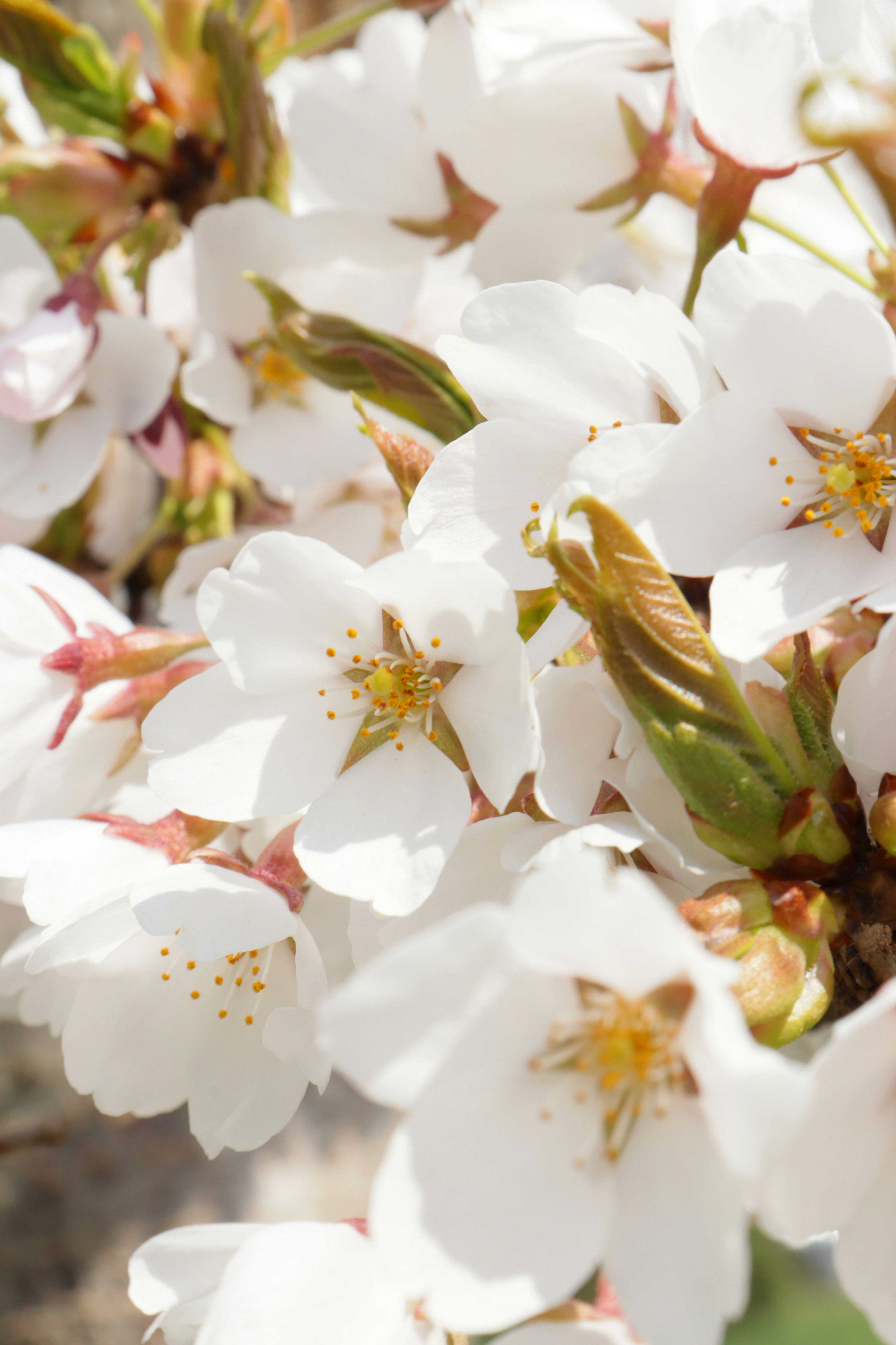 White Petals in Soft Spring Light