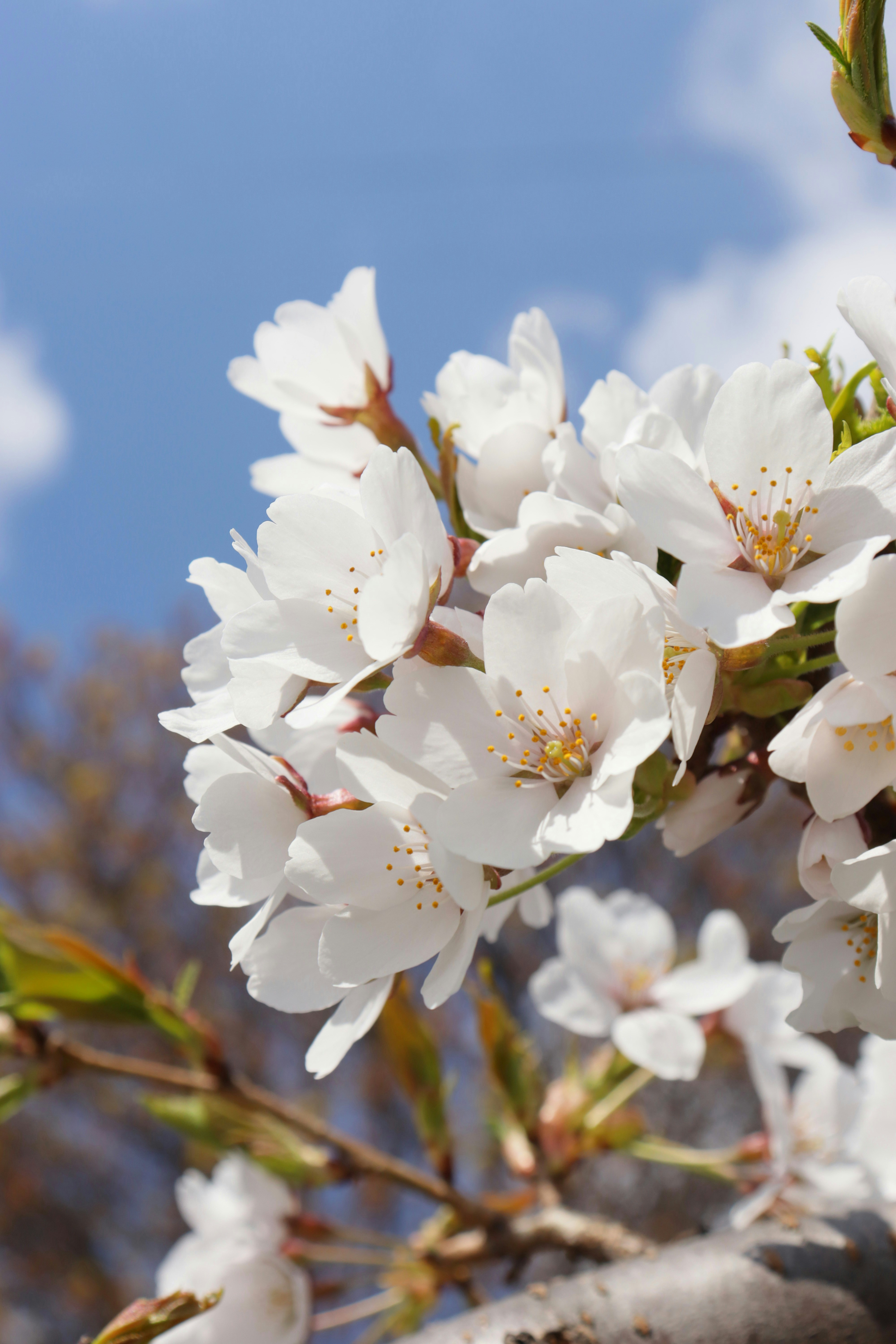 Blossoms in Full Bloom Against a Clear Spring Sky