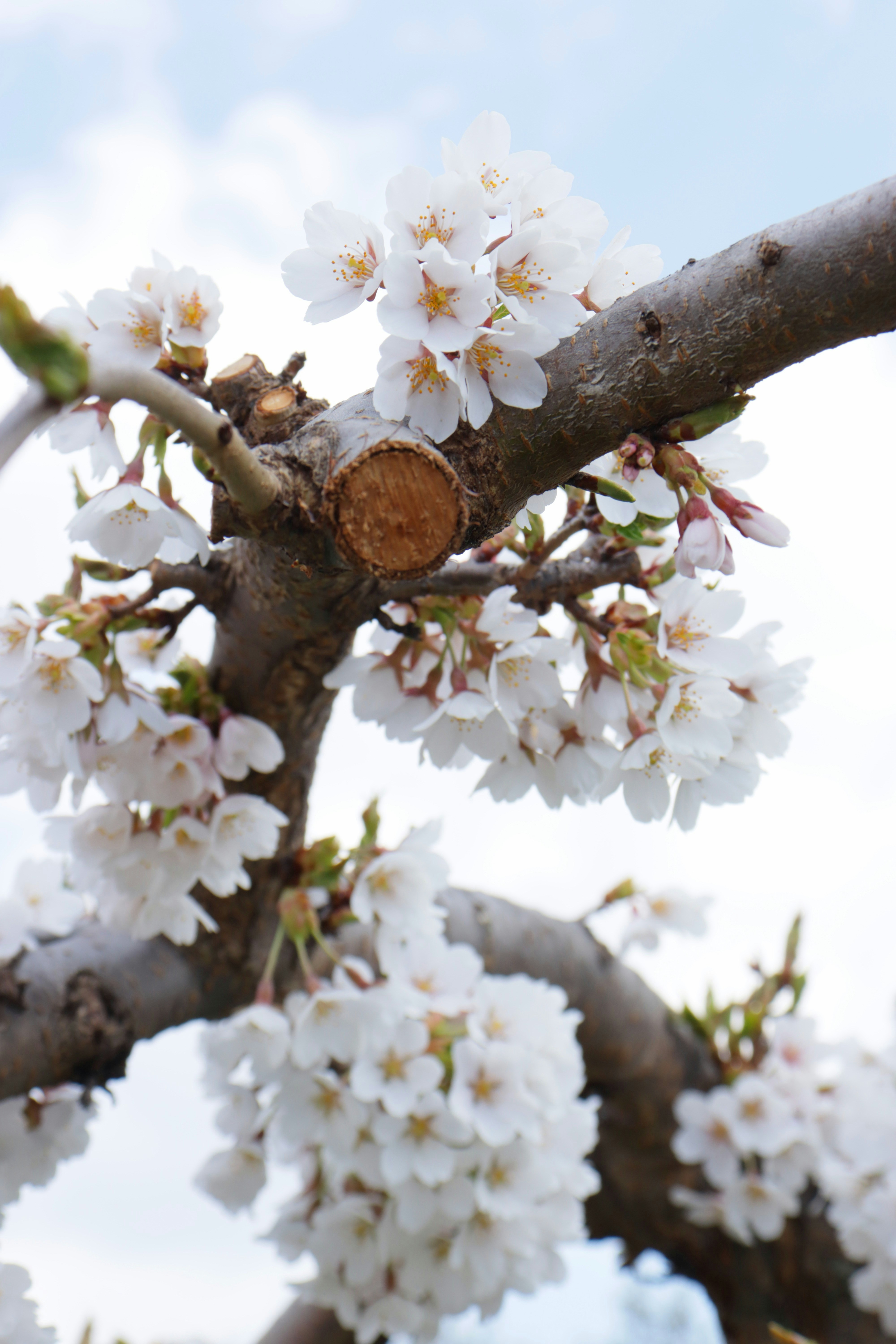 White blossom cluster on gnarled branch in bright sky