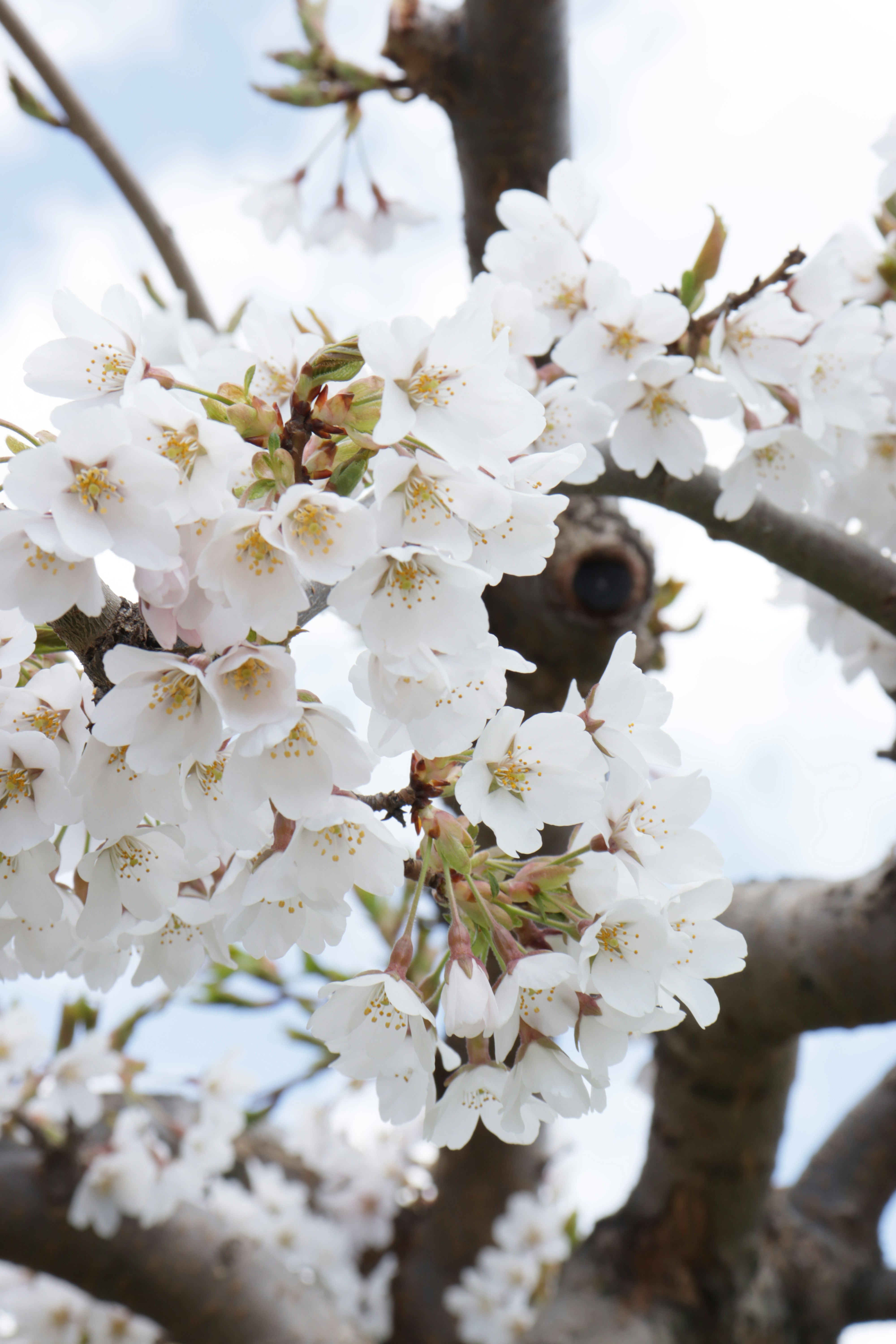Whispers of Bloom: Cascading Cherry Blossoms in Soft Focus