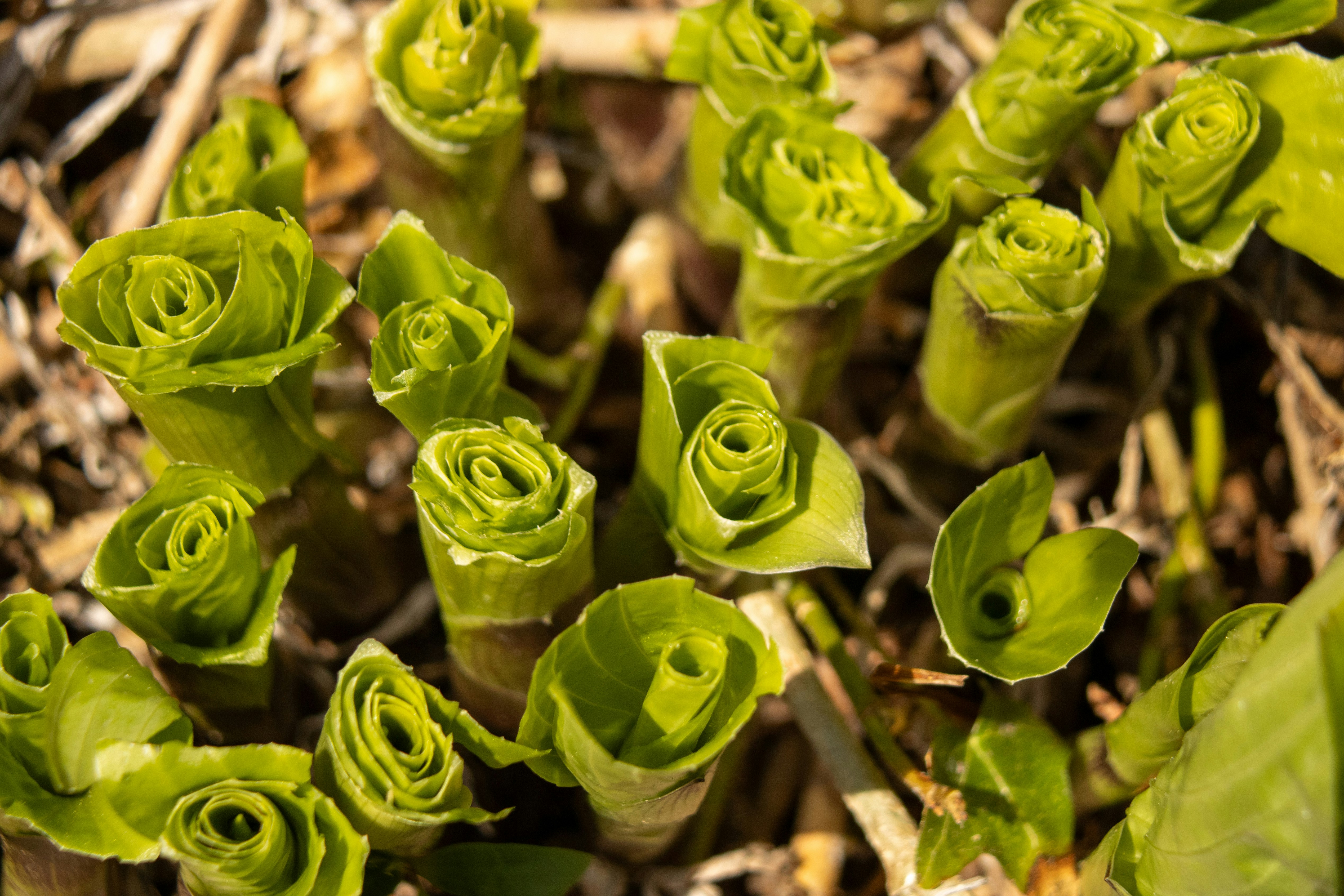 Emerald Rosettes: A Close-Up of Fresh Green Growth