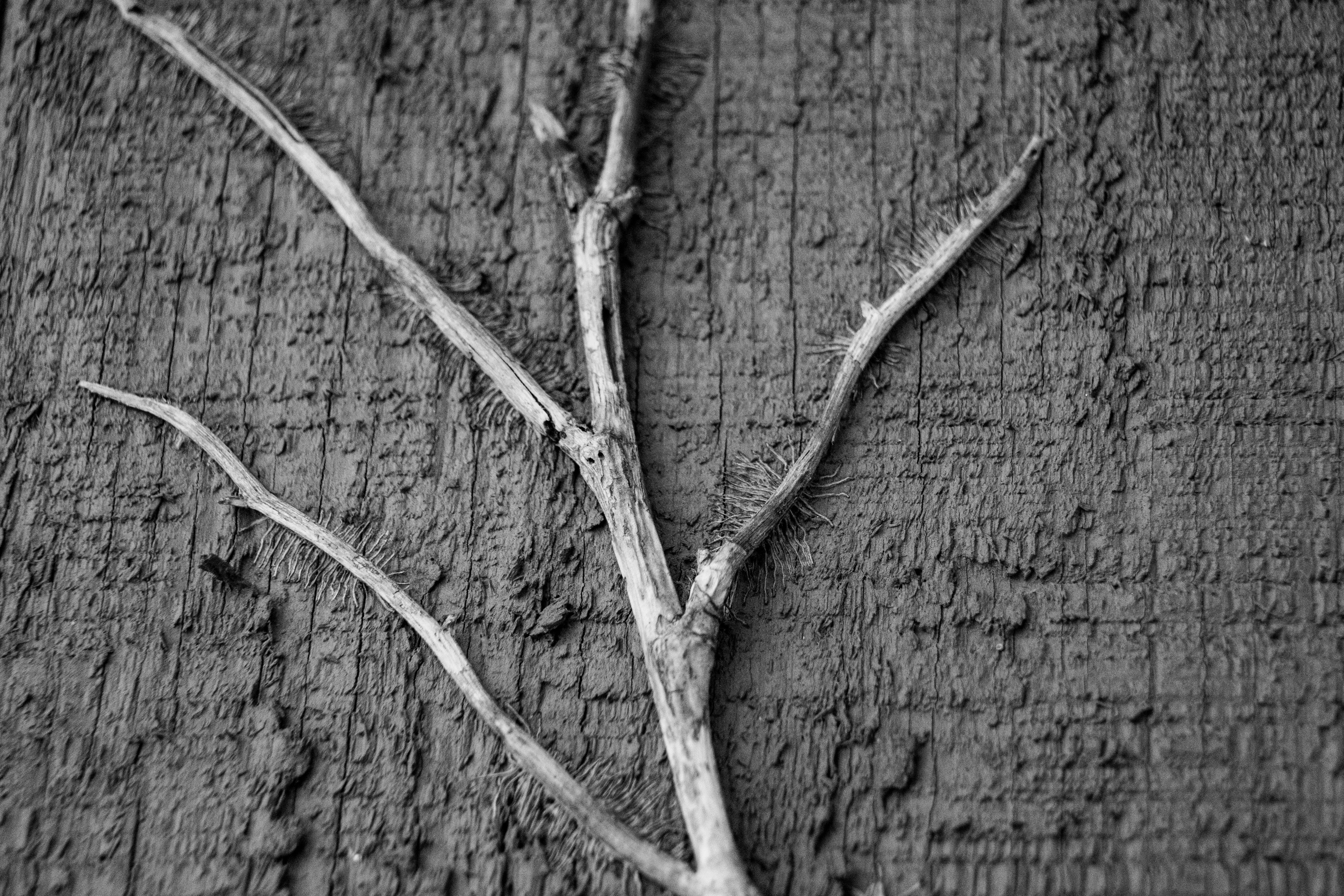Branching Quiet: Cracks in Bark Reveal a Quiet Forest Moment