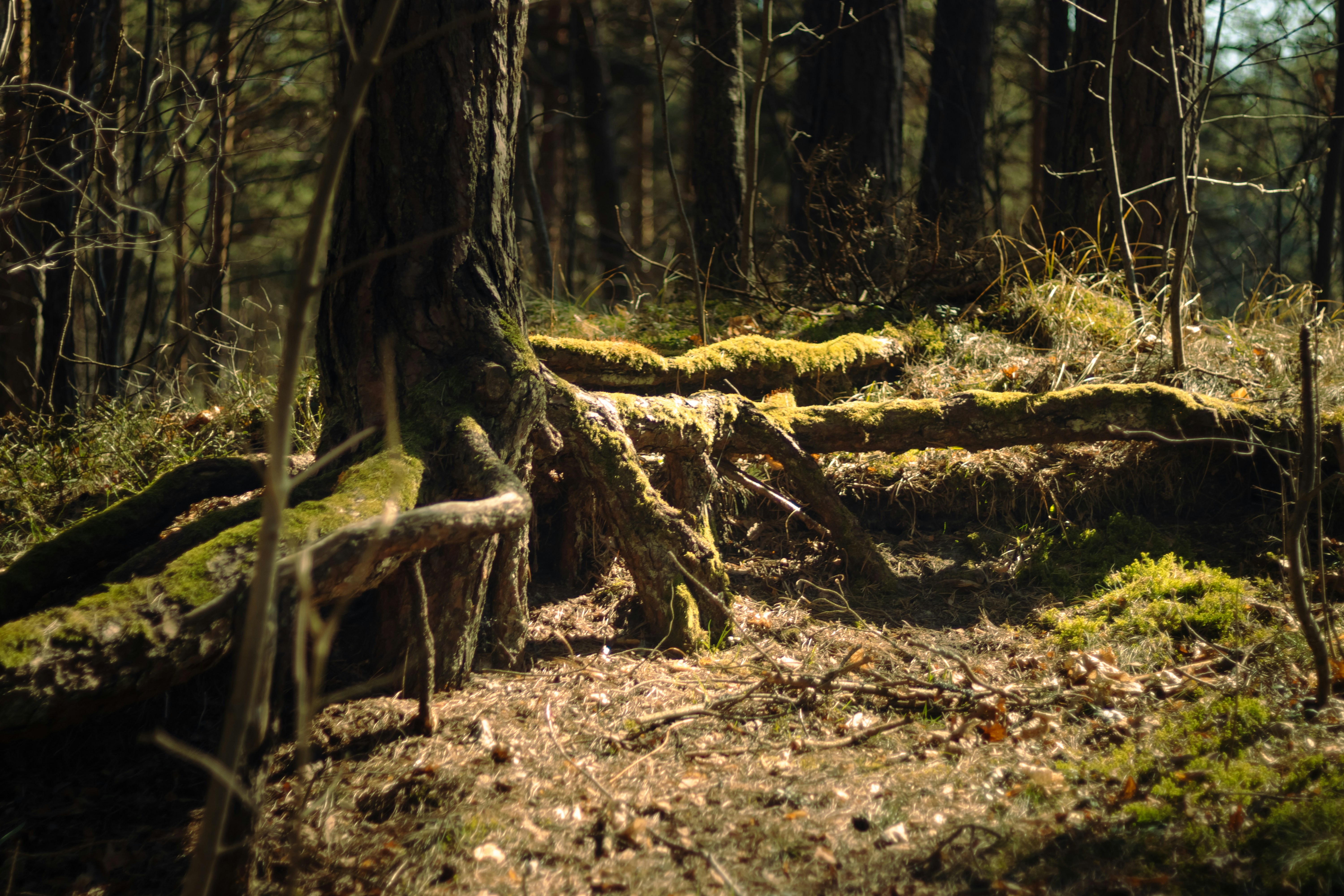 Sunlit Moss Steps Through the Dappled Forest