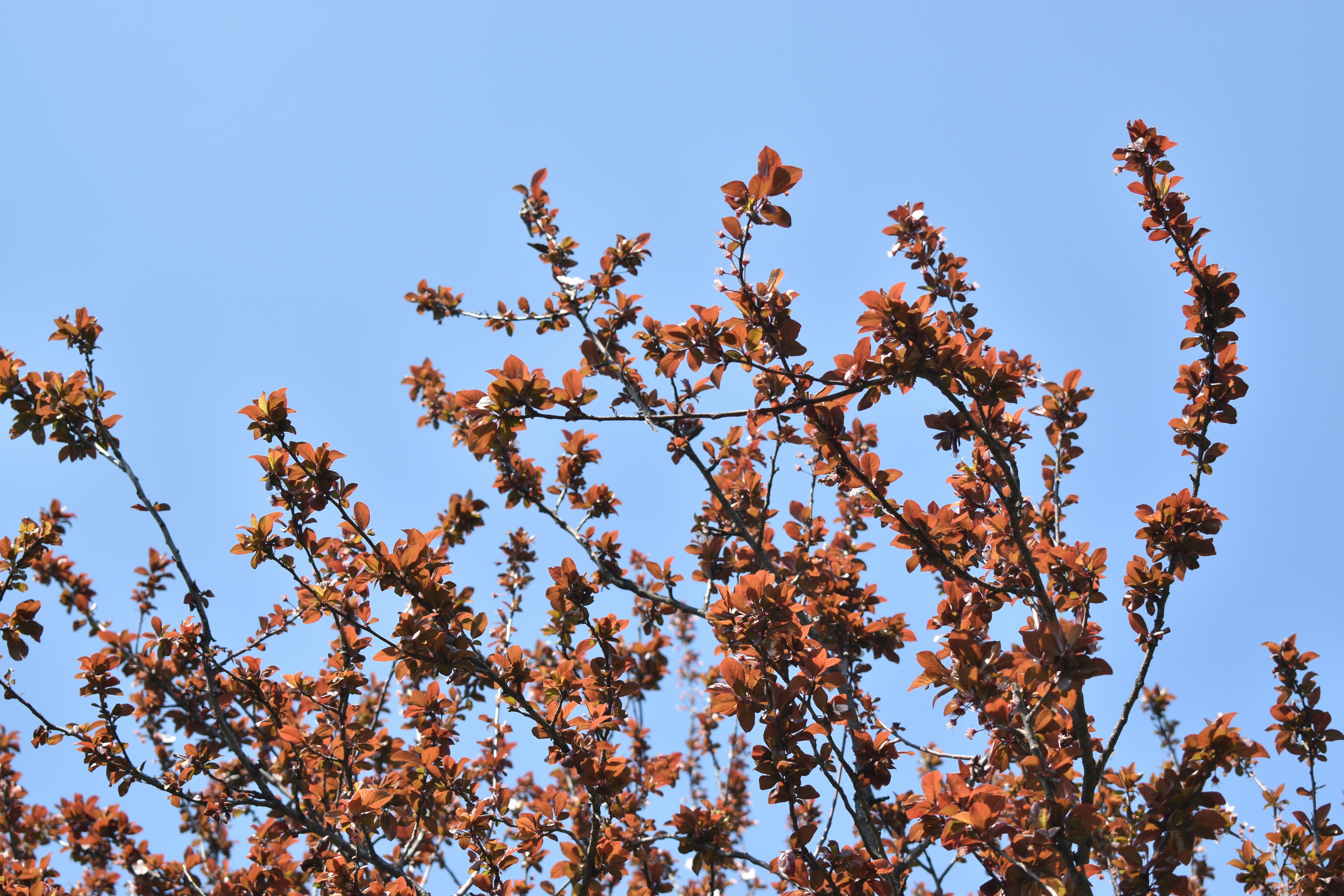 Autumnal Branches Reaching Toward a Clear Blue Sky