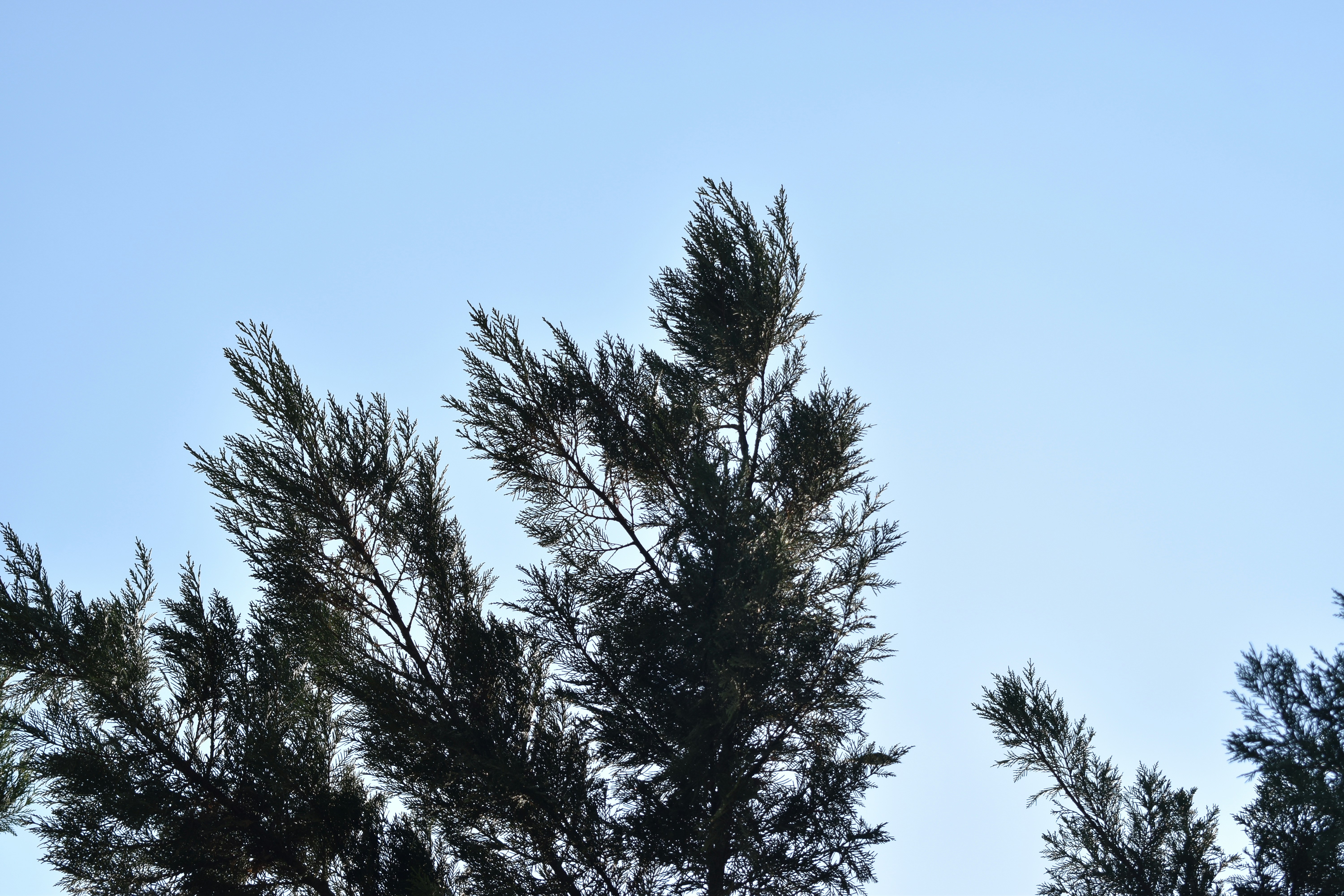 Sprightly Pines Under a Clear Day