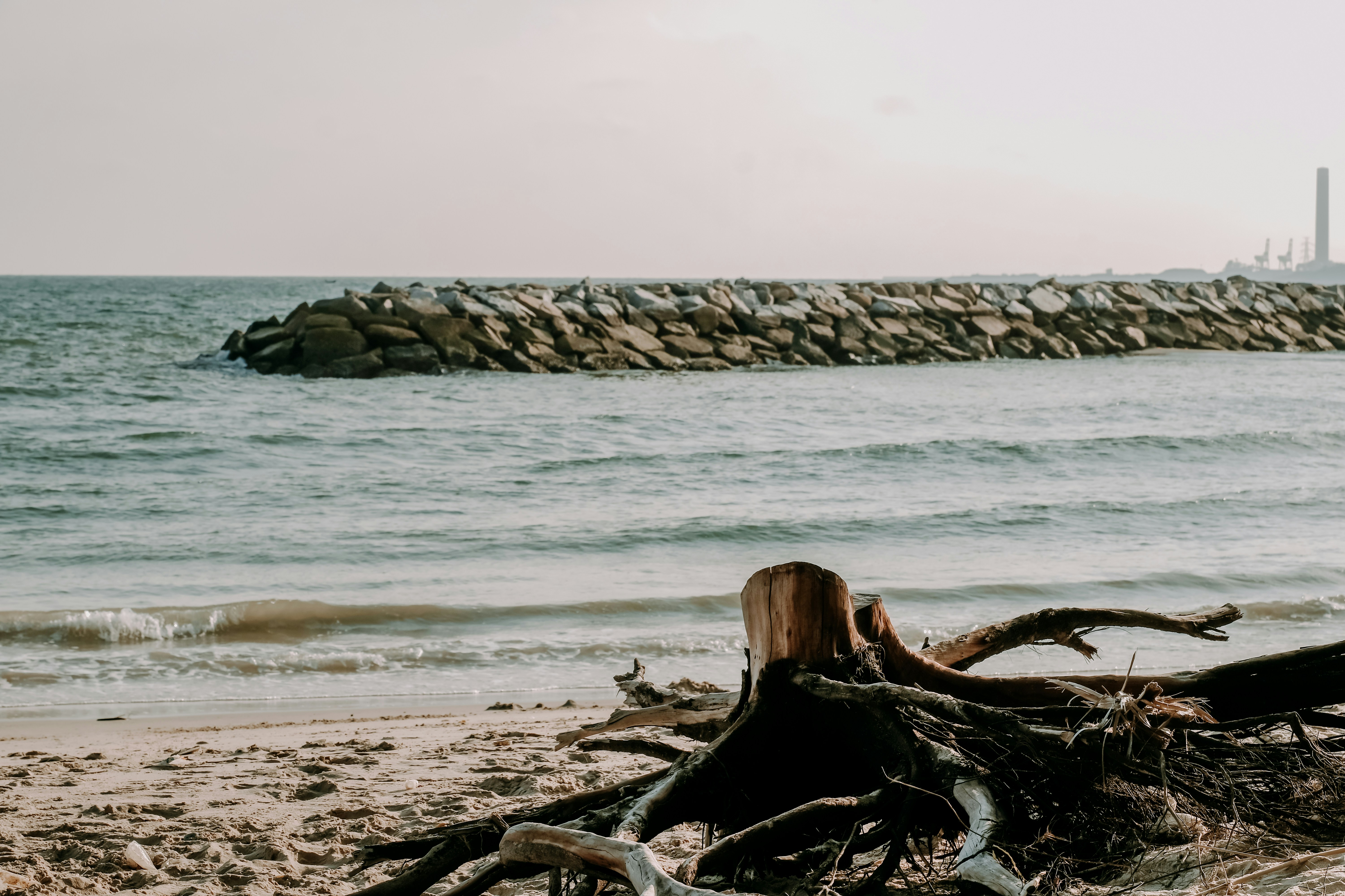 Driftwood Sentinel at the Quiet Seashore