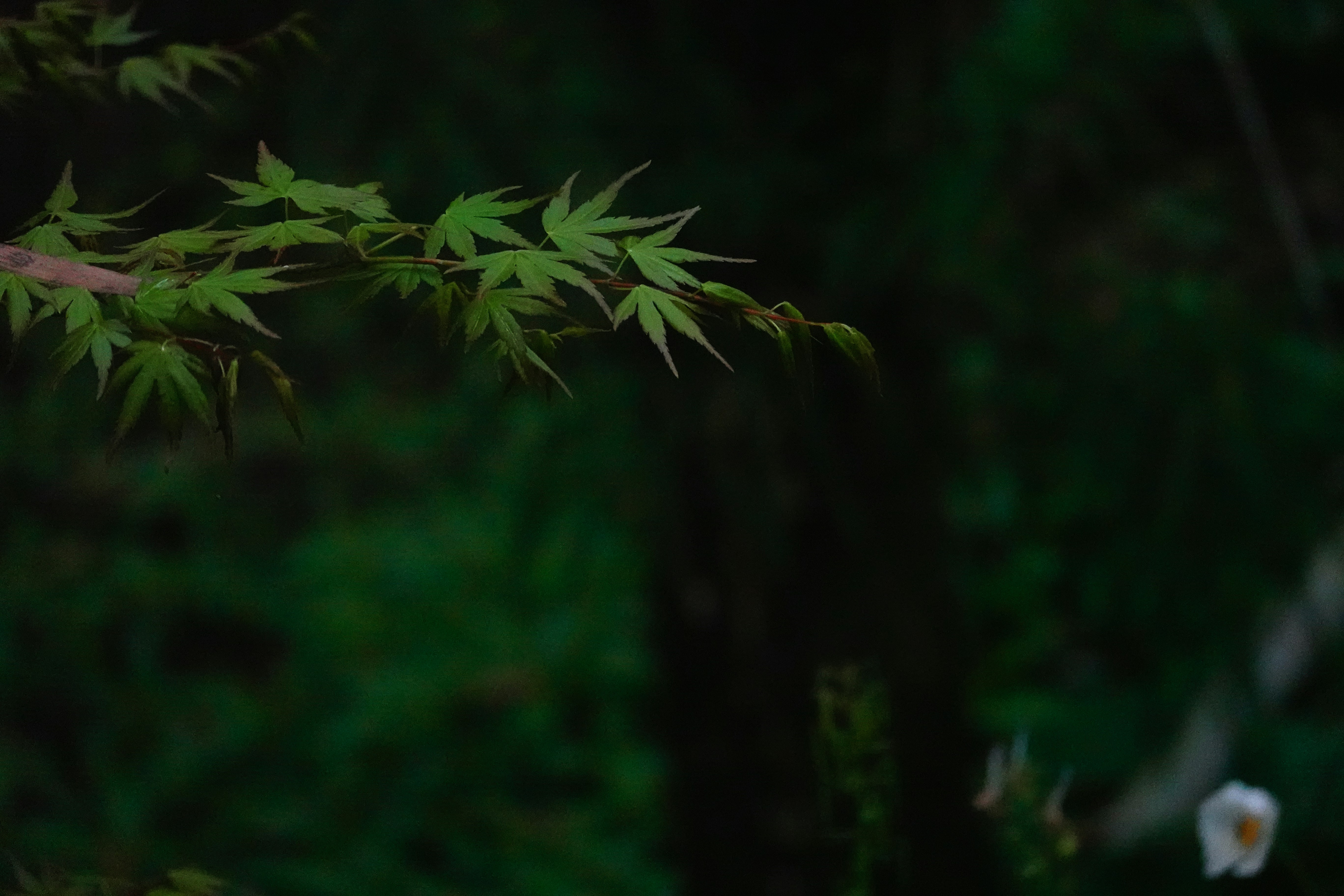 Sprig of Maple Against a Velvet Forest