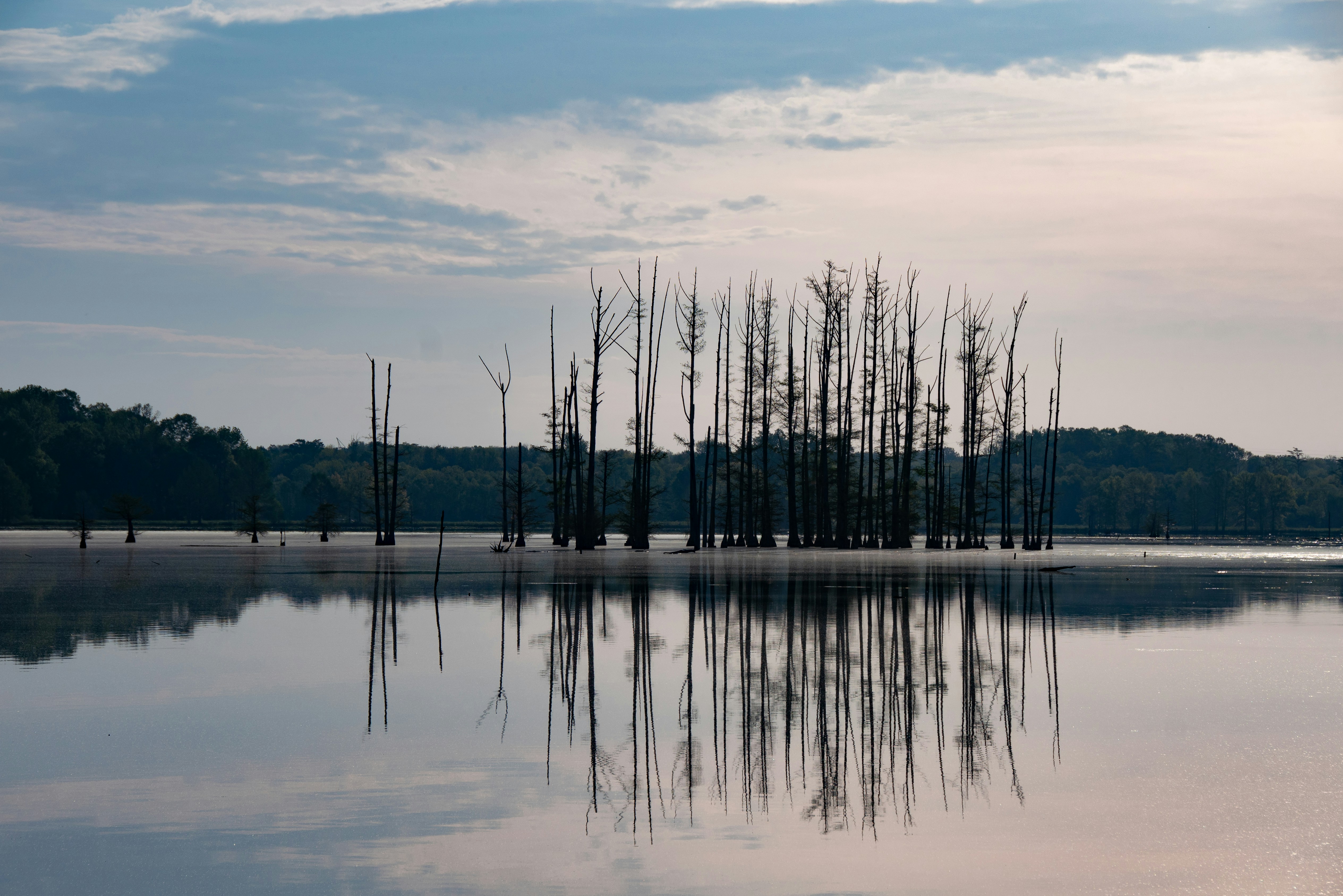 Silent Sentinel: A Stand of Bare Trees Reflecting on a Glassy Lake