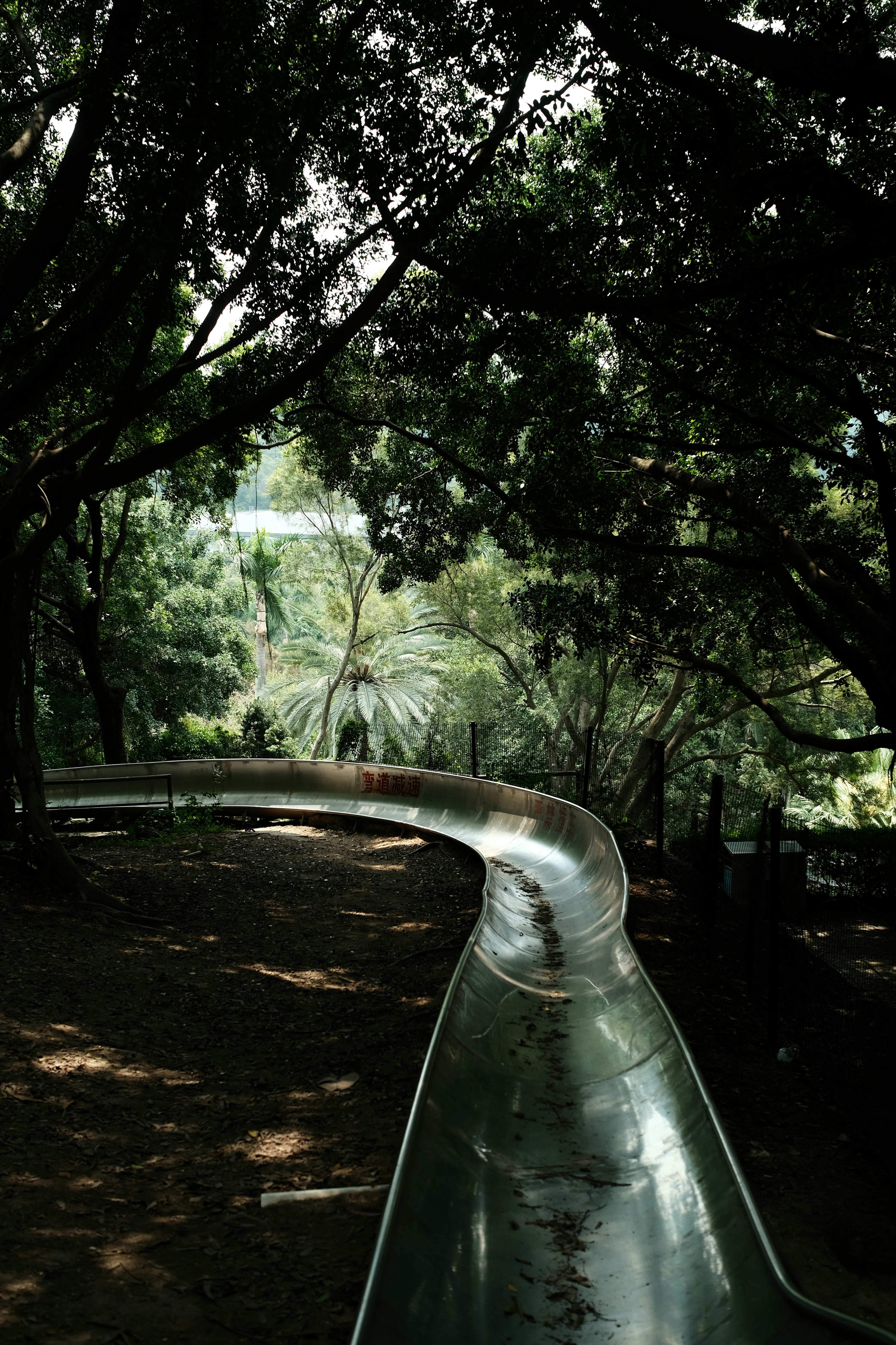 Overgrown Descent: A Curving Slide Through Shadowed Canopy
