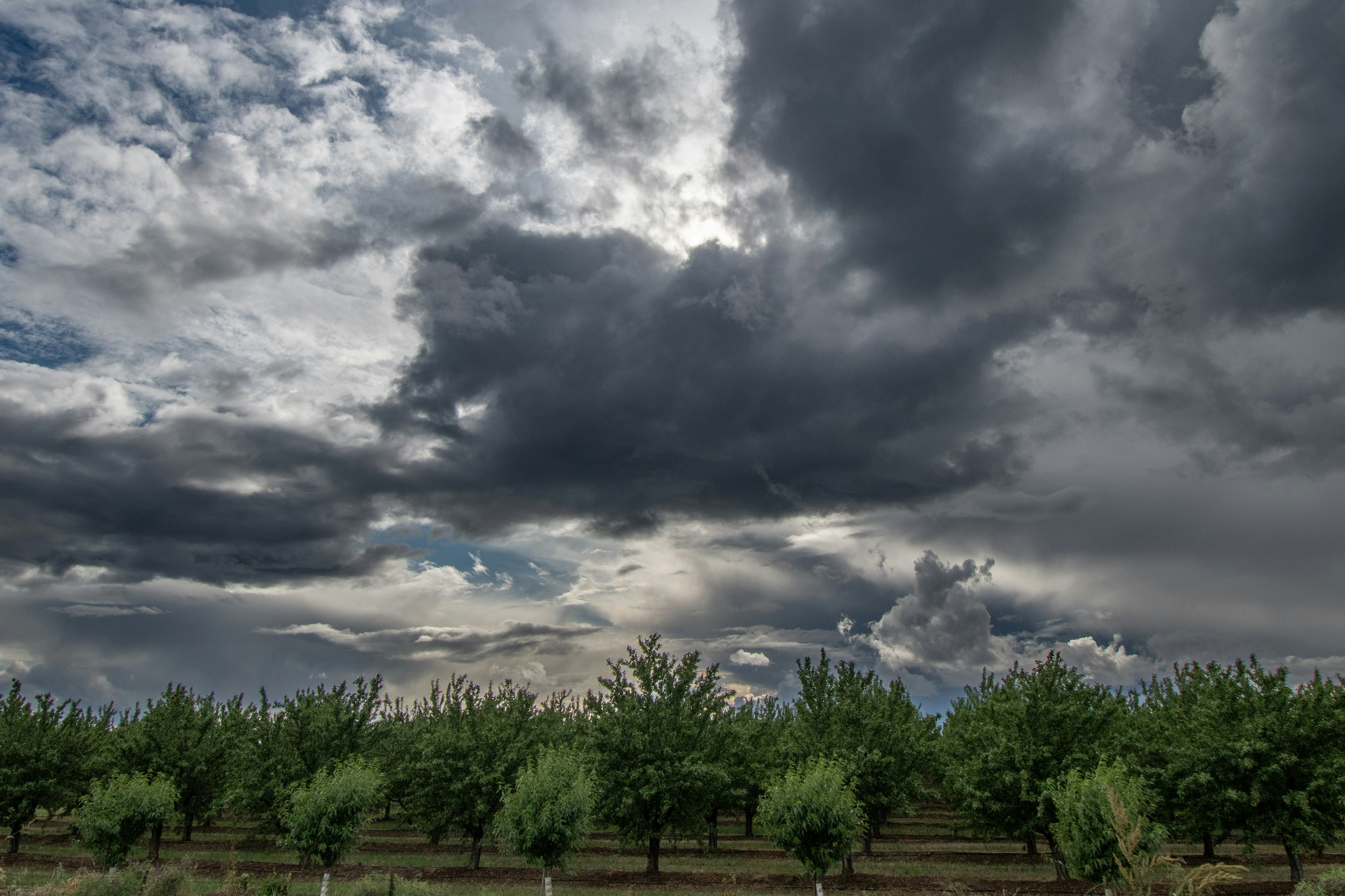 Storm Looms Over an Orchard Field
