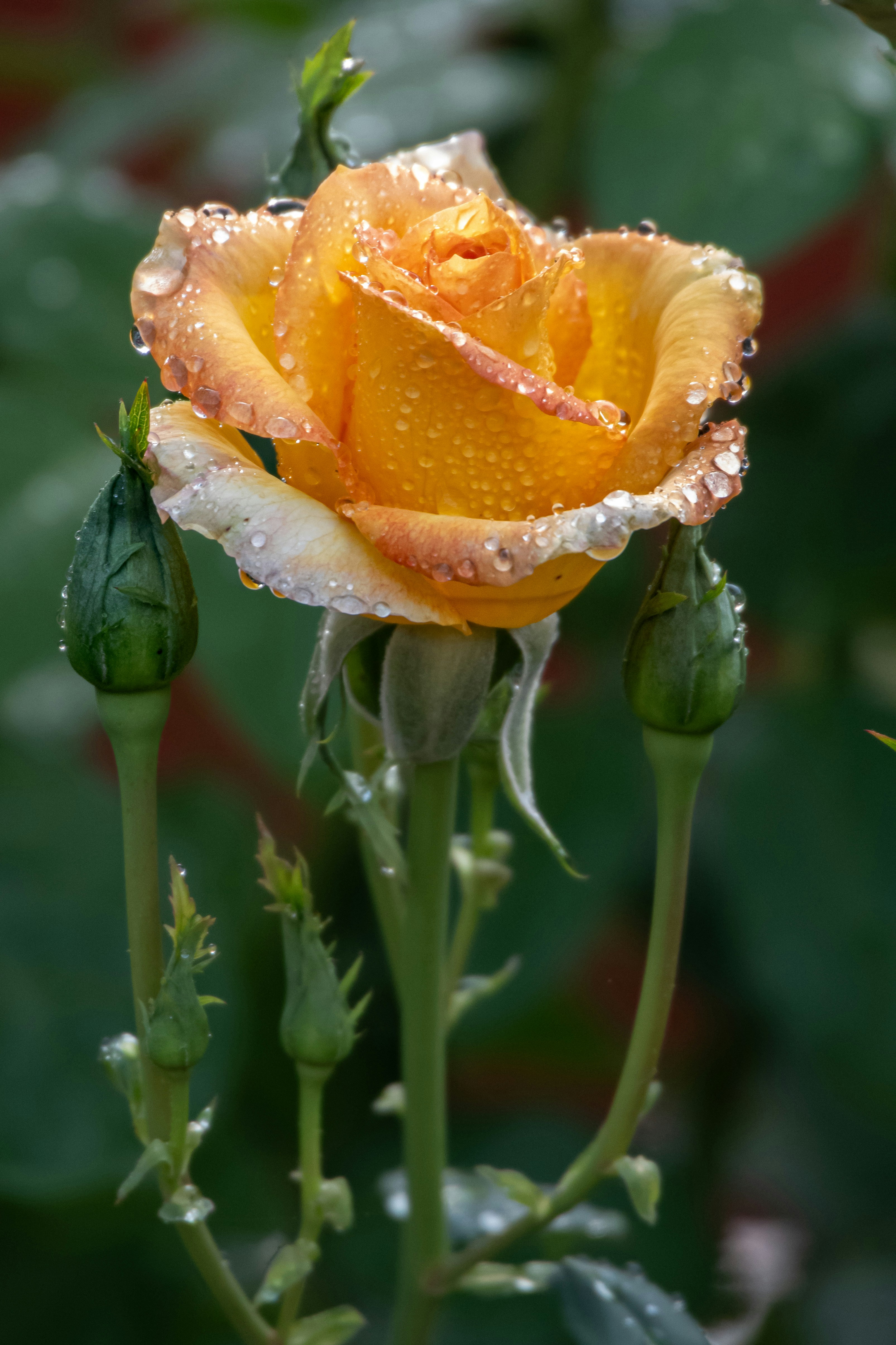 Golden Rose in Dew-Kissed Dawn