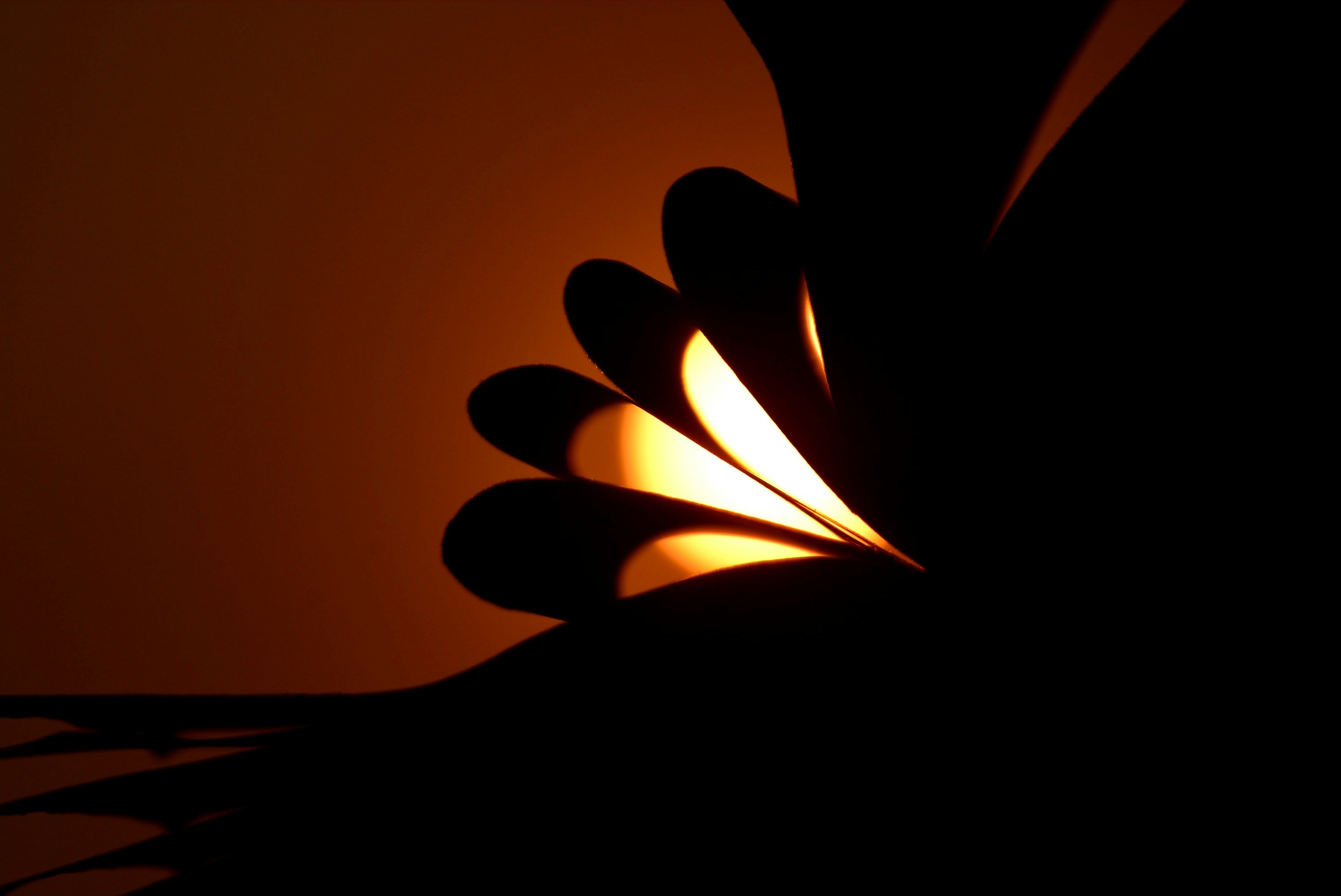 Silhouetted Petals against a Fiery Backdrop