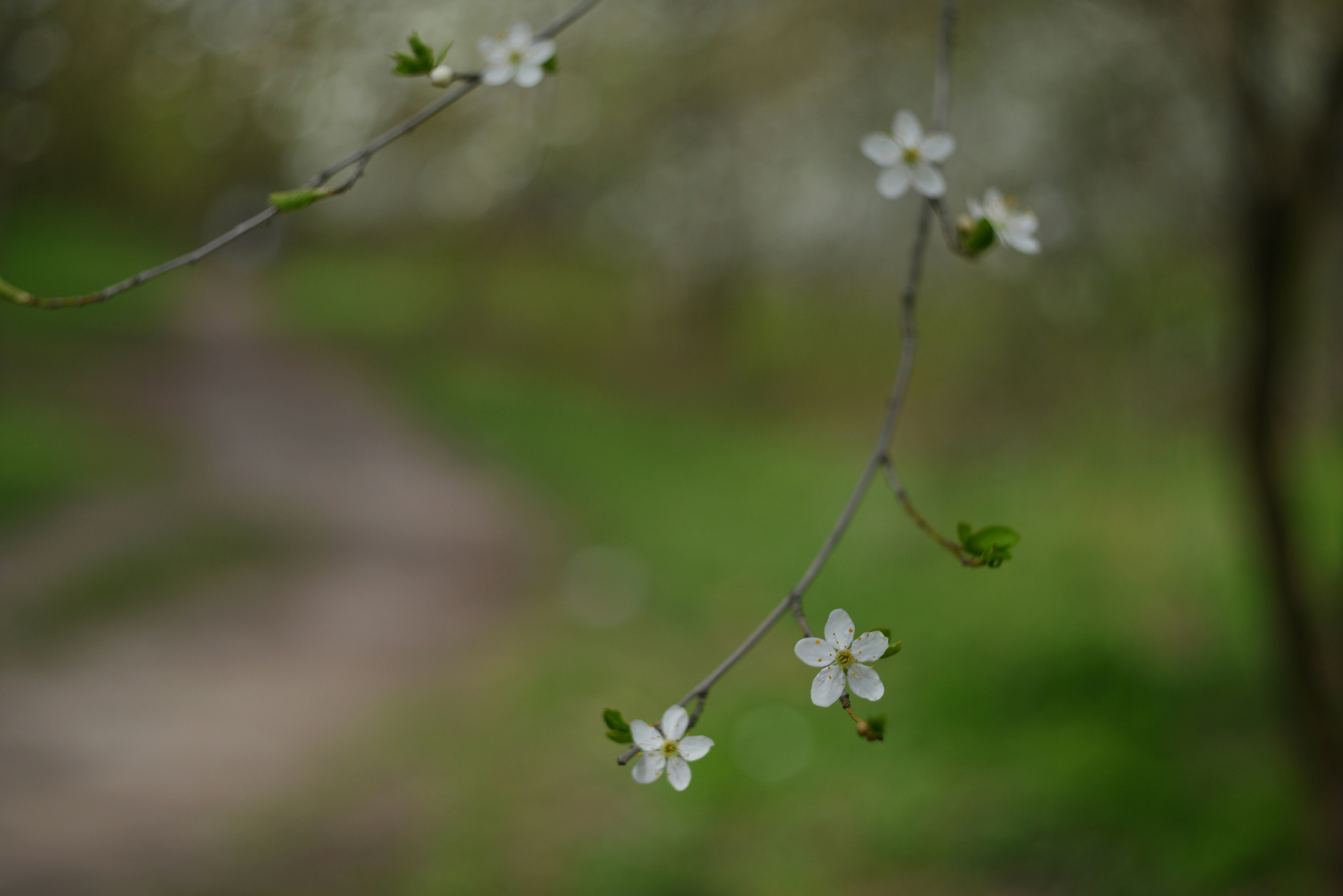 Whispering Blooms on a Time-Wlited Branch