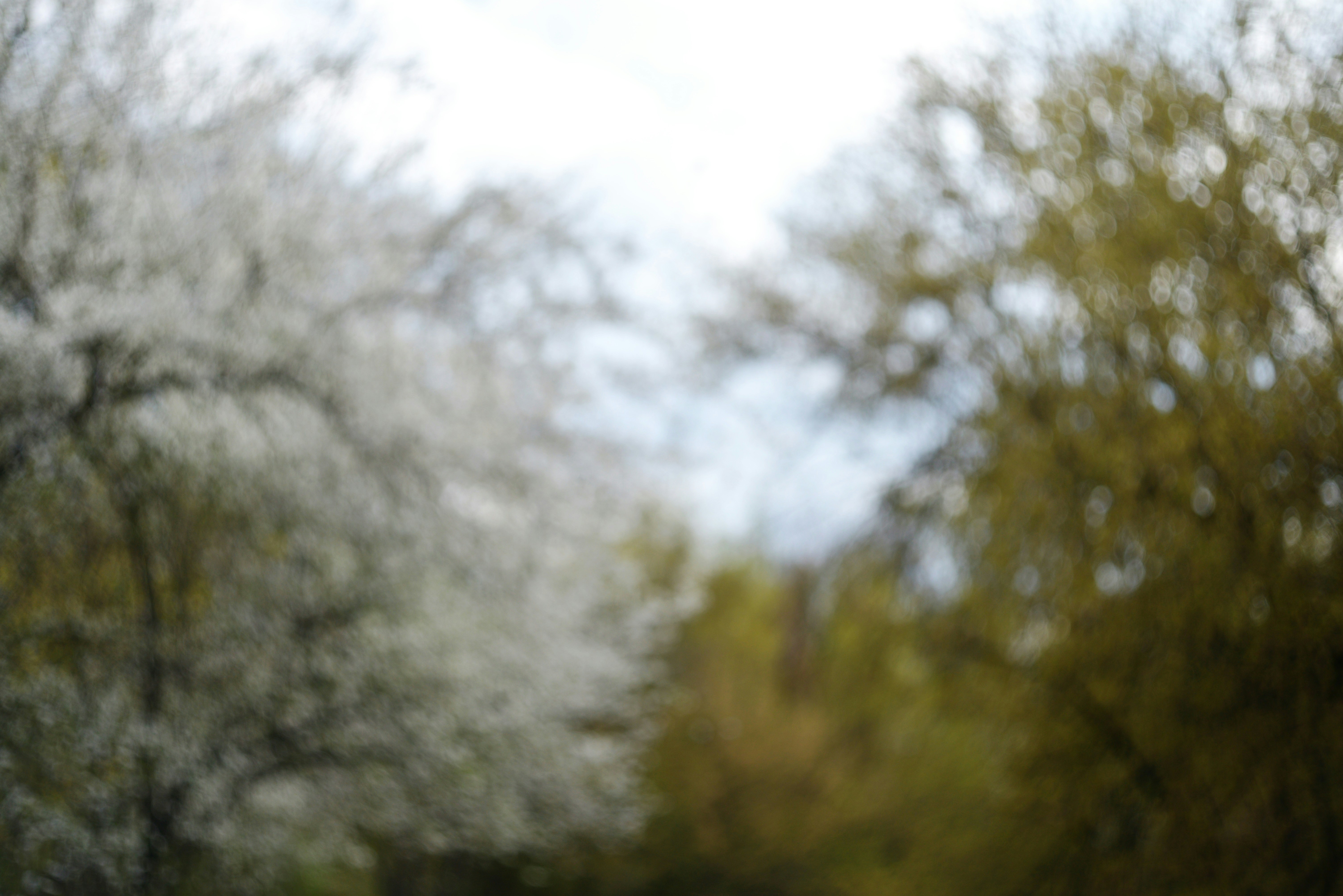 Spring Quiet: Blossoms Blur into a Gentle Woodland Backdrop