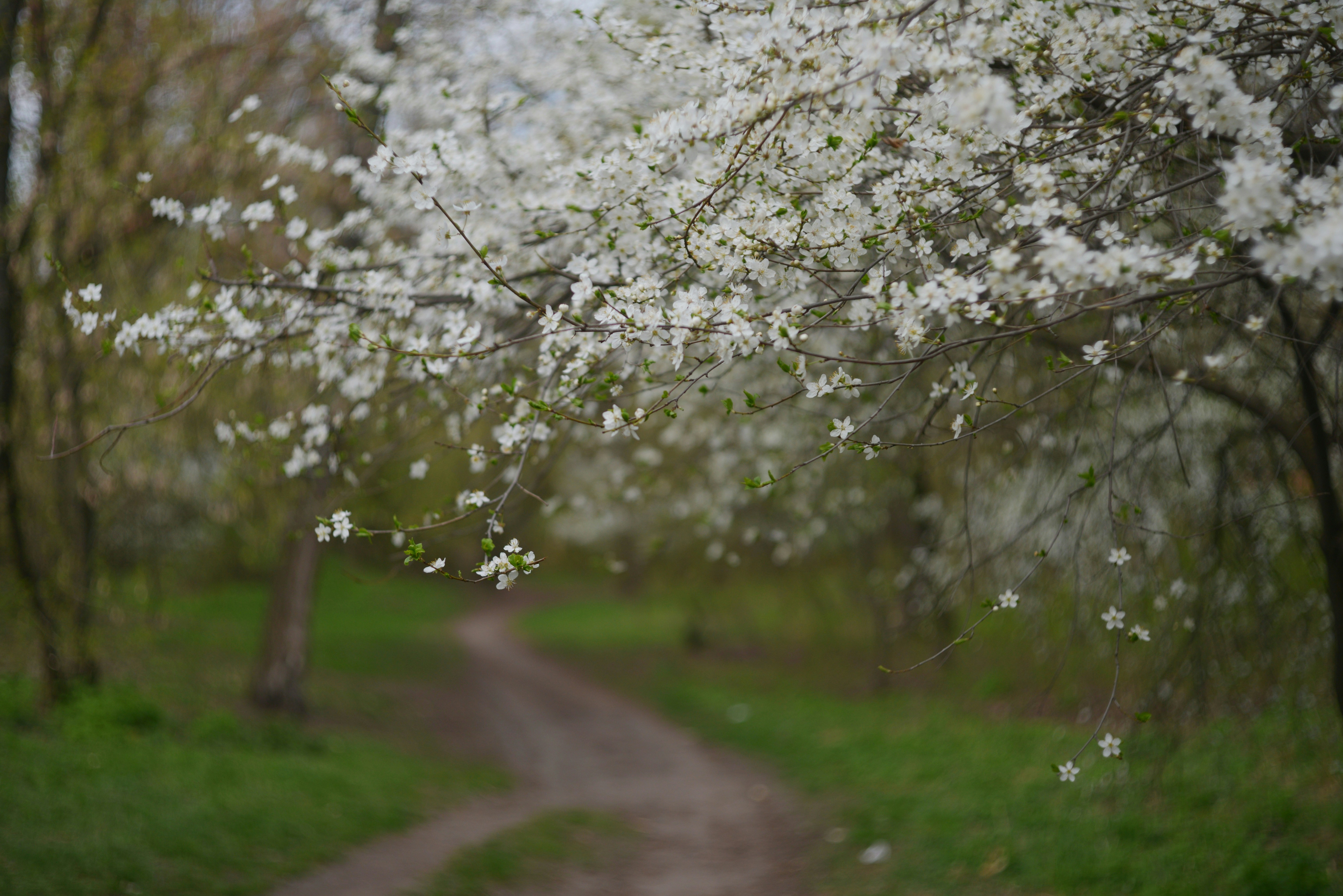 Blossoms Over the Wandering Path