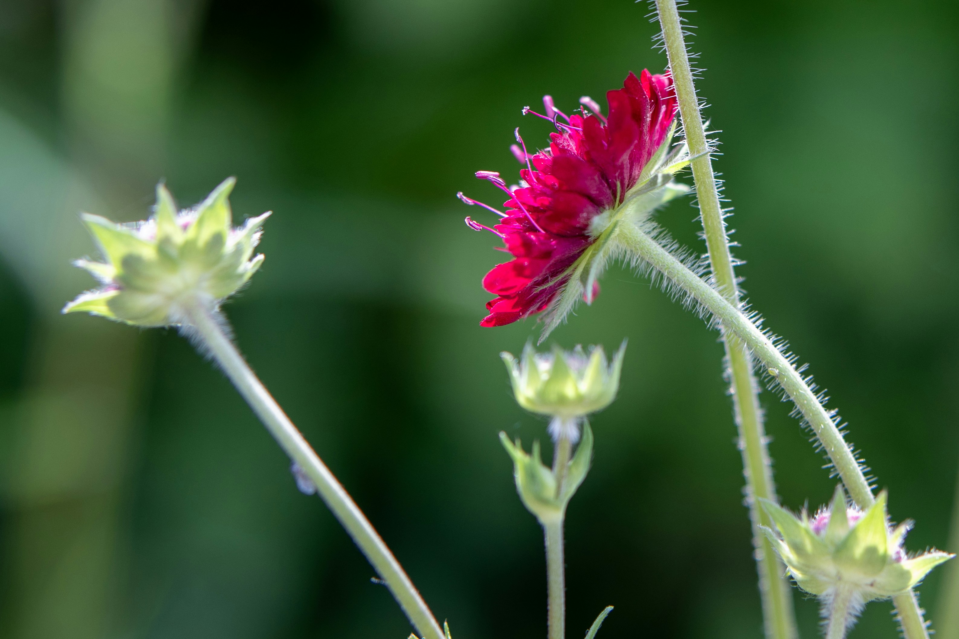 Crimson Blossom Reaching Toward Morning Light