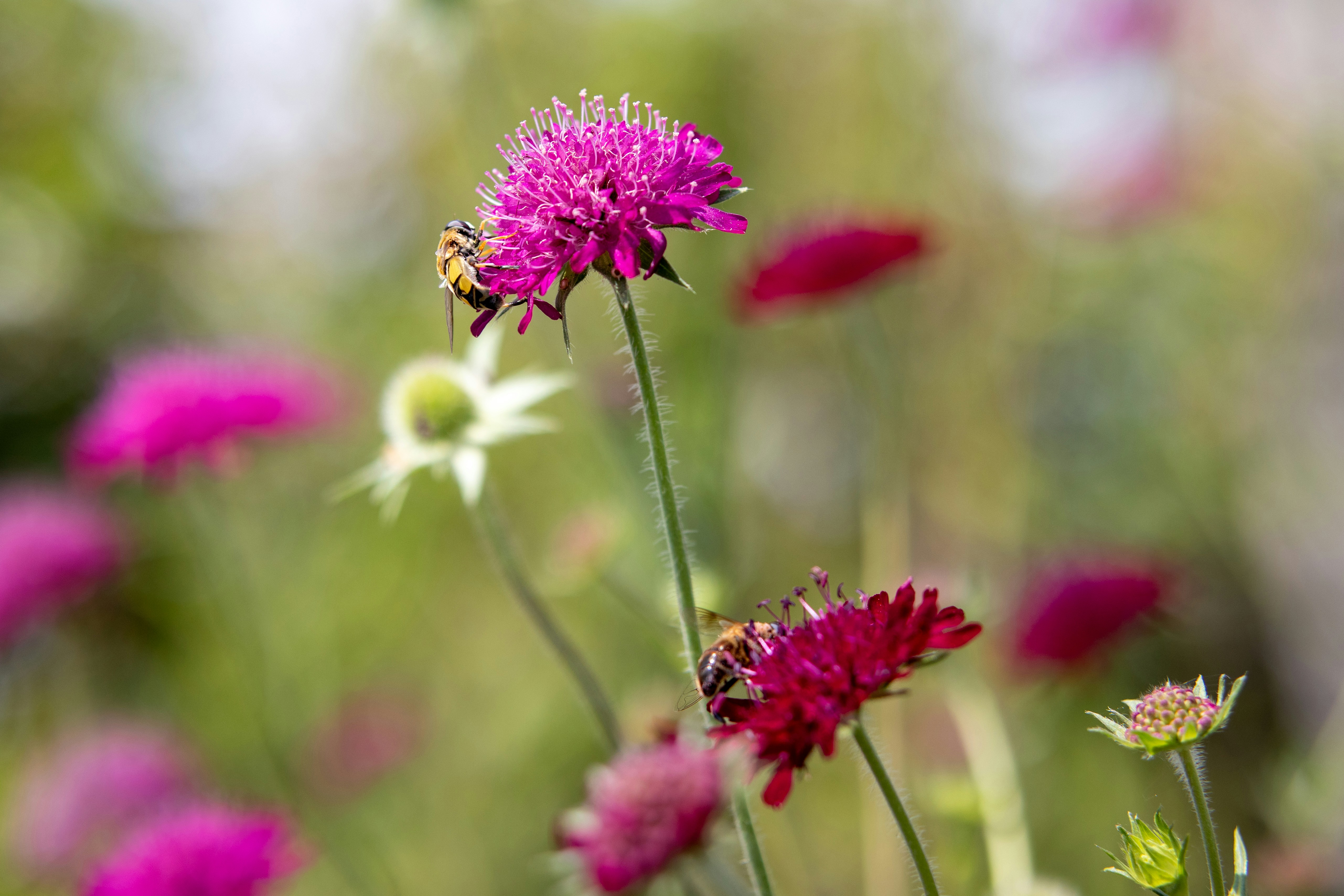Bee on a Magenta Globe: a sunlit wildflower moment