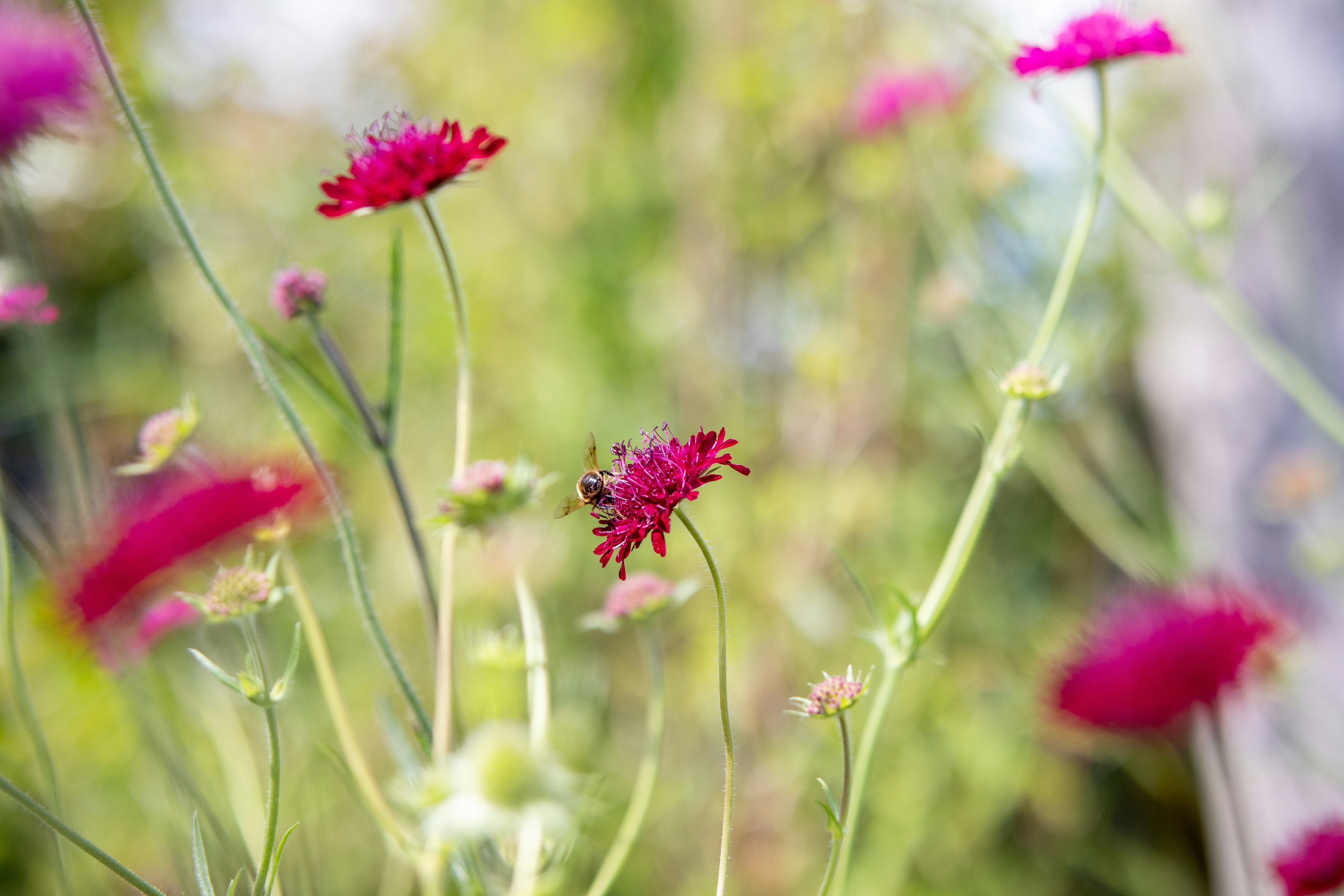 Crimson Crown in a Backlit Meadow