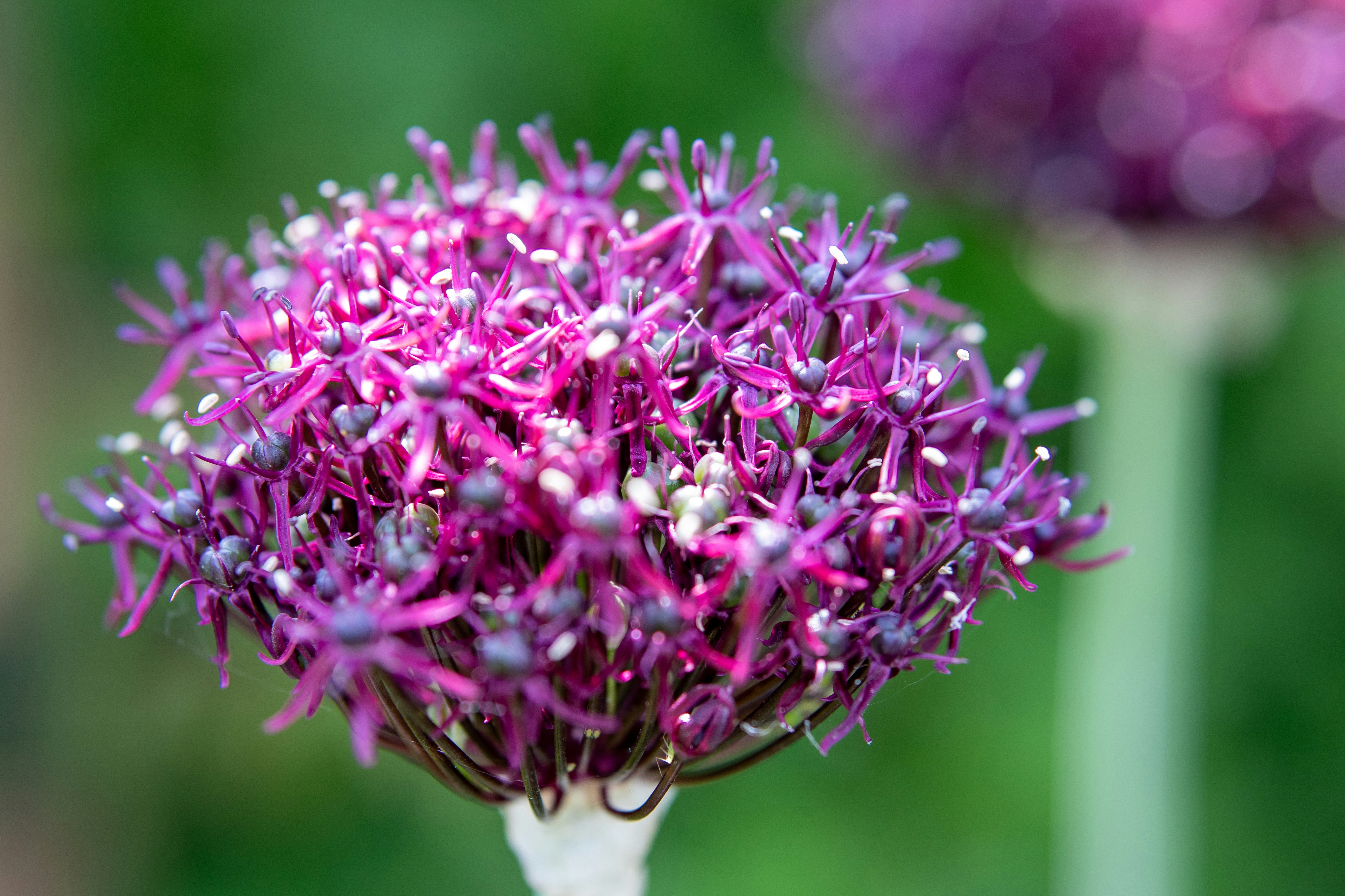 Purple Allium in Focus: Blooming Crown with Soft Green Backdrop